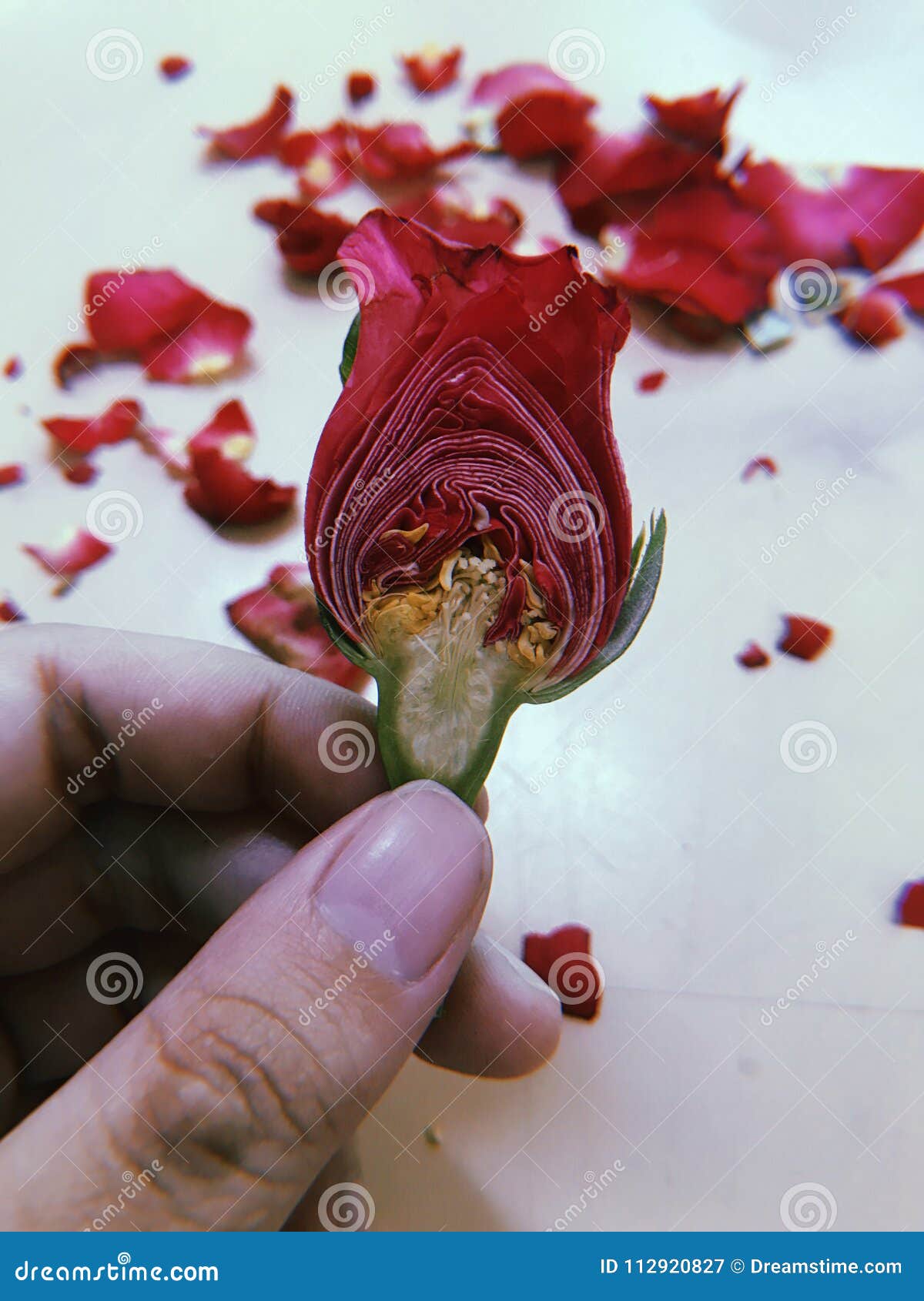 Structure of rose stock image. Image of structure, rose - 112920827