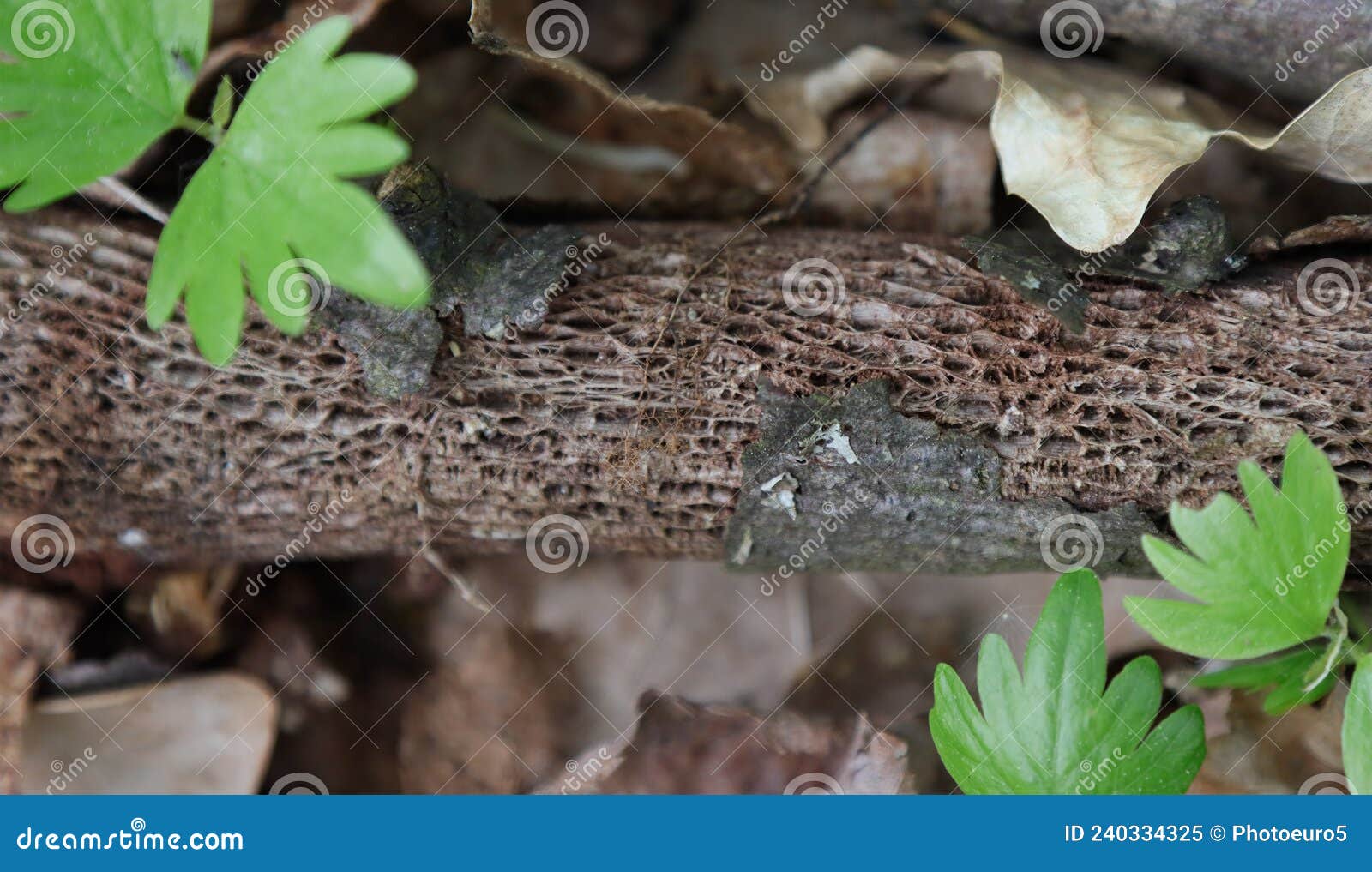 The Structure of a Rotted Branch Stock Image - Image of nature, object ...