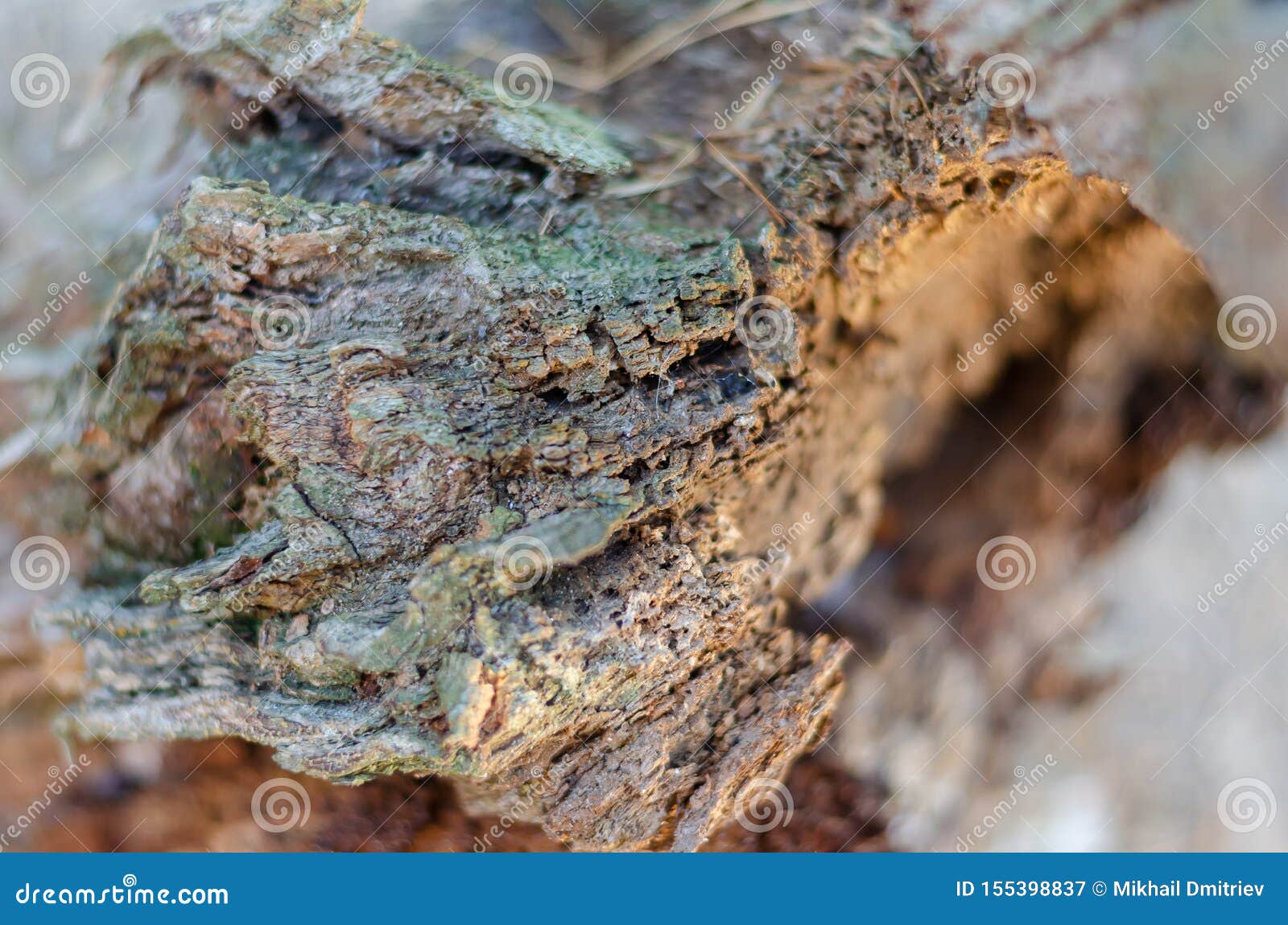 The Structure of Rotten Logs. Macro. Soft Focus. Stock Image - Image of ...