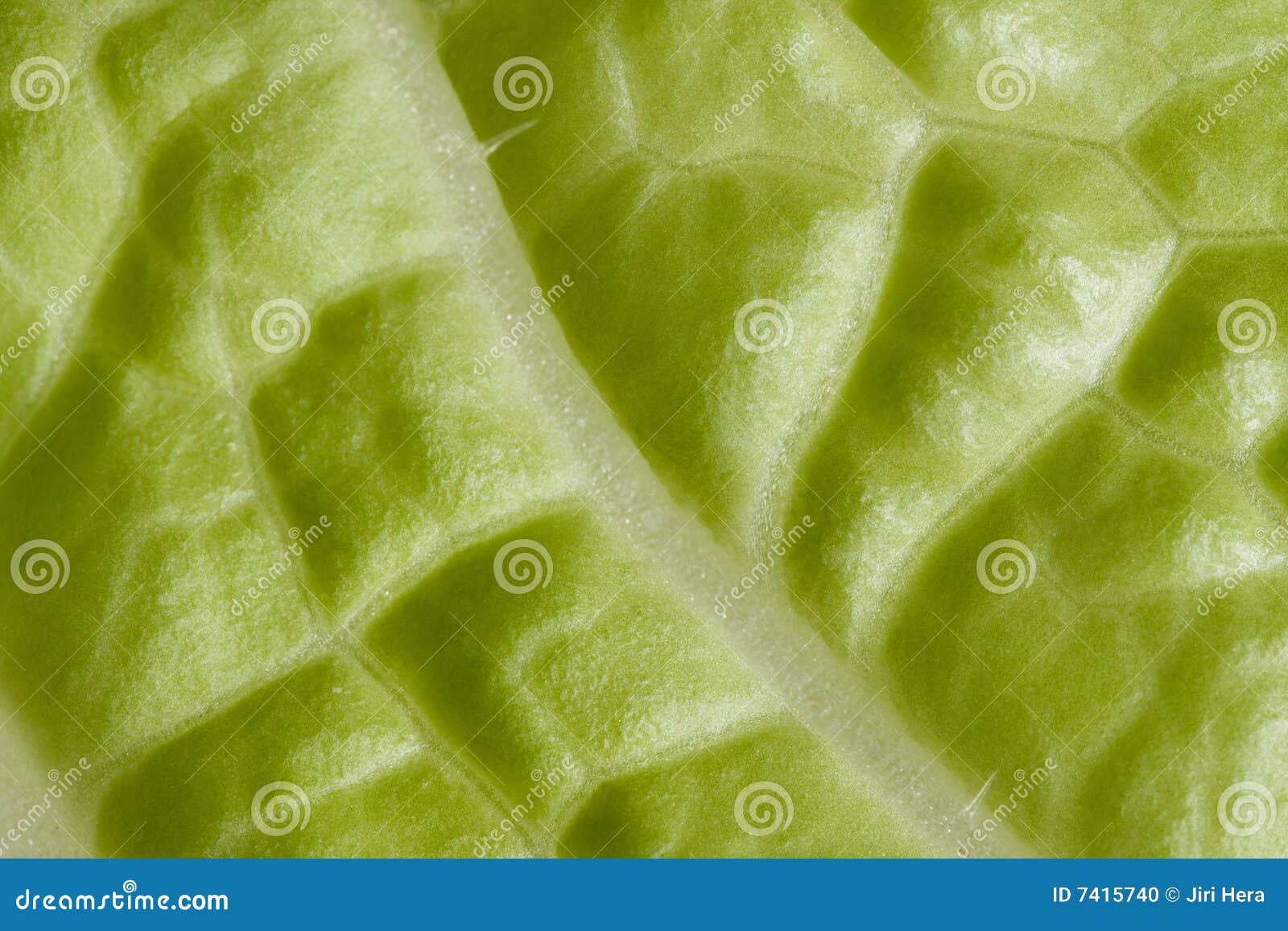Structure of salad leaf stock photo. Image of food, health - 7415740