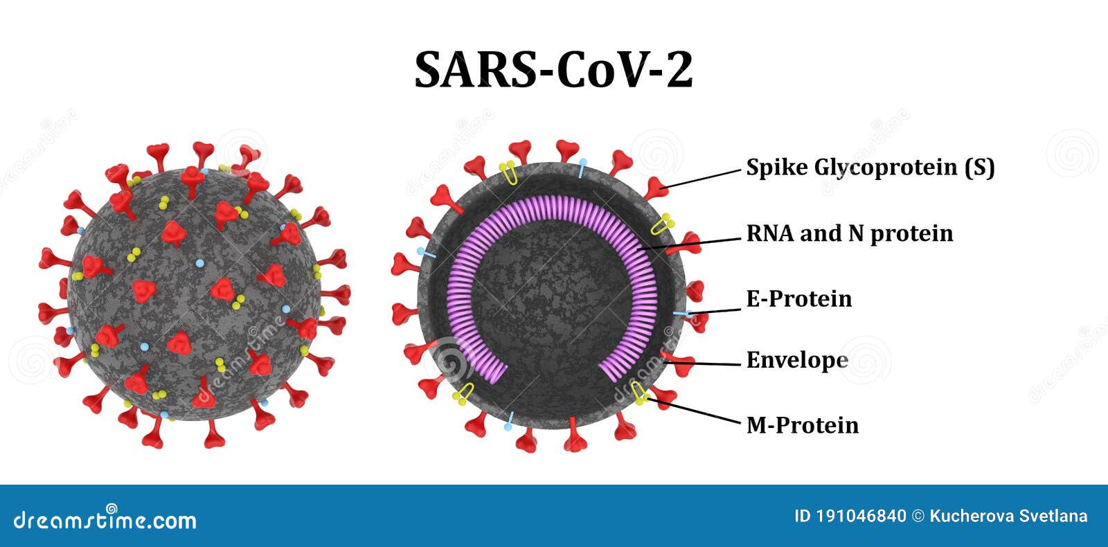 Structure of the SARS-CoV-2 Coronavirus Molecule in Full and in Section ...