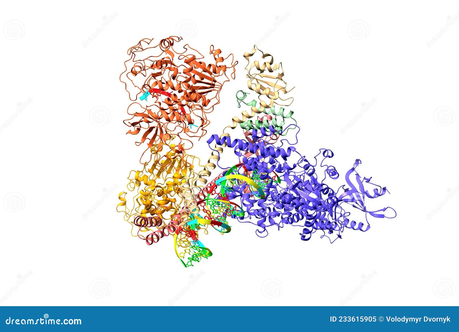 DNA Replication, Transcription And Translation Vector Illustration ... DNA Replication, Transcription And Translation Vector Illustration ...