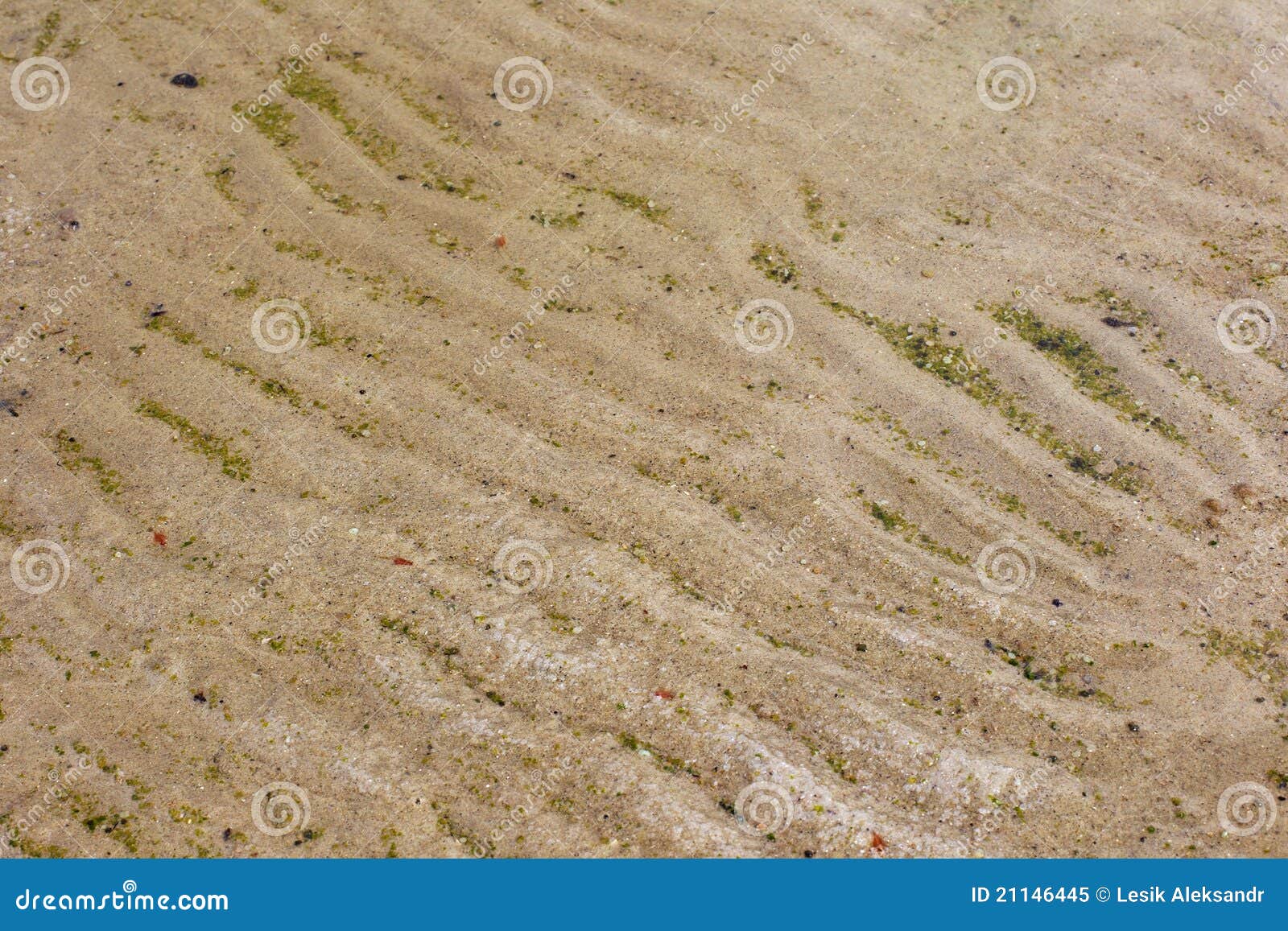 The Structure of the Seabed Stock Image - Image of seasonal, dead: 21146445