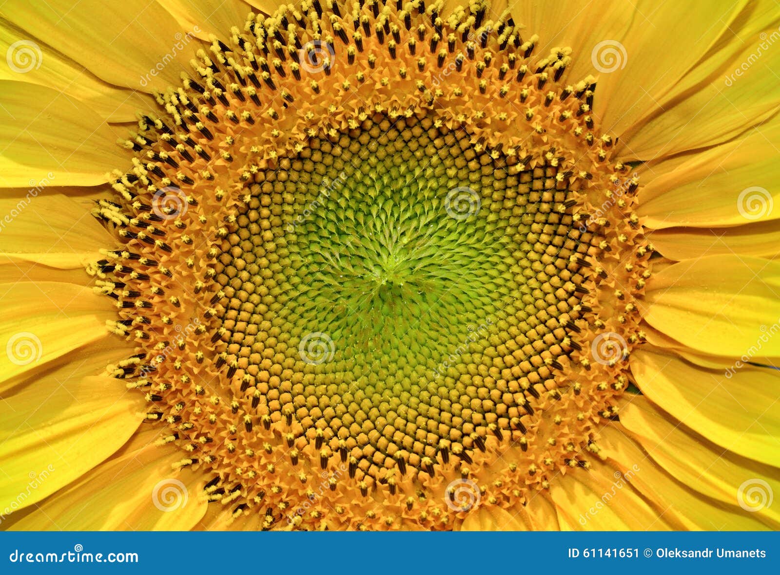 Structure of the Seeds a Young, Blooming Sunflower, Close-up Stock ...