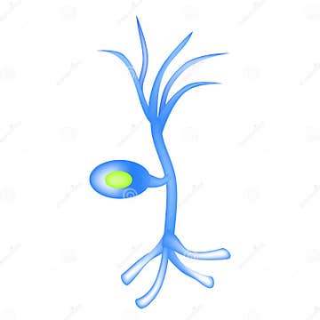 The Structure of the Sensory Neuron. Infographics Stock Vector ...