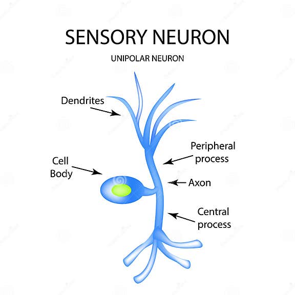 The Structure of the Sensory Neuron. Infographics Stock Vector ...