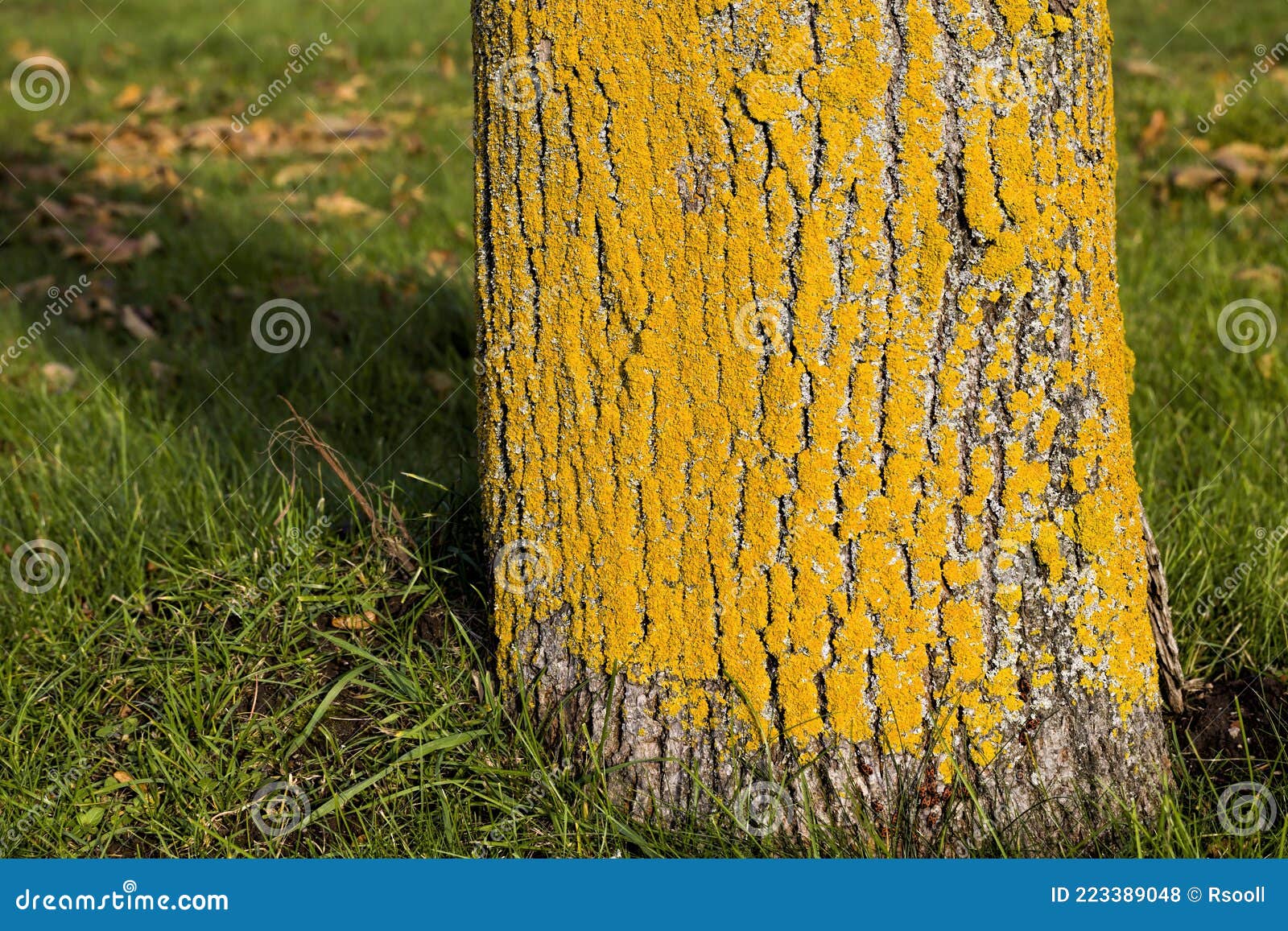 The Structure Of The Trunk Of A Palm Tree Royalty-Free Stock Photo ...