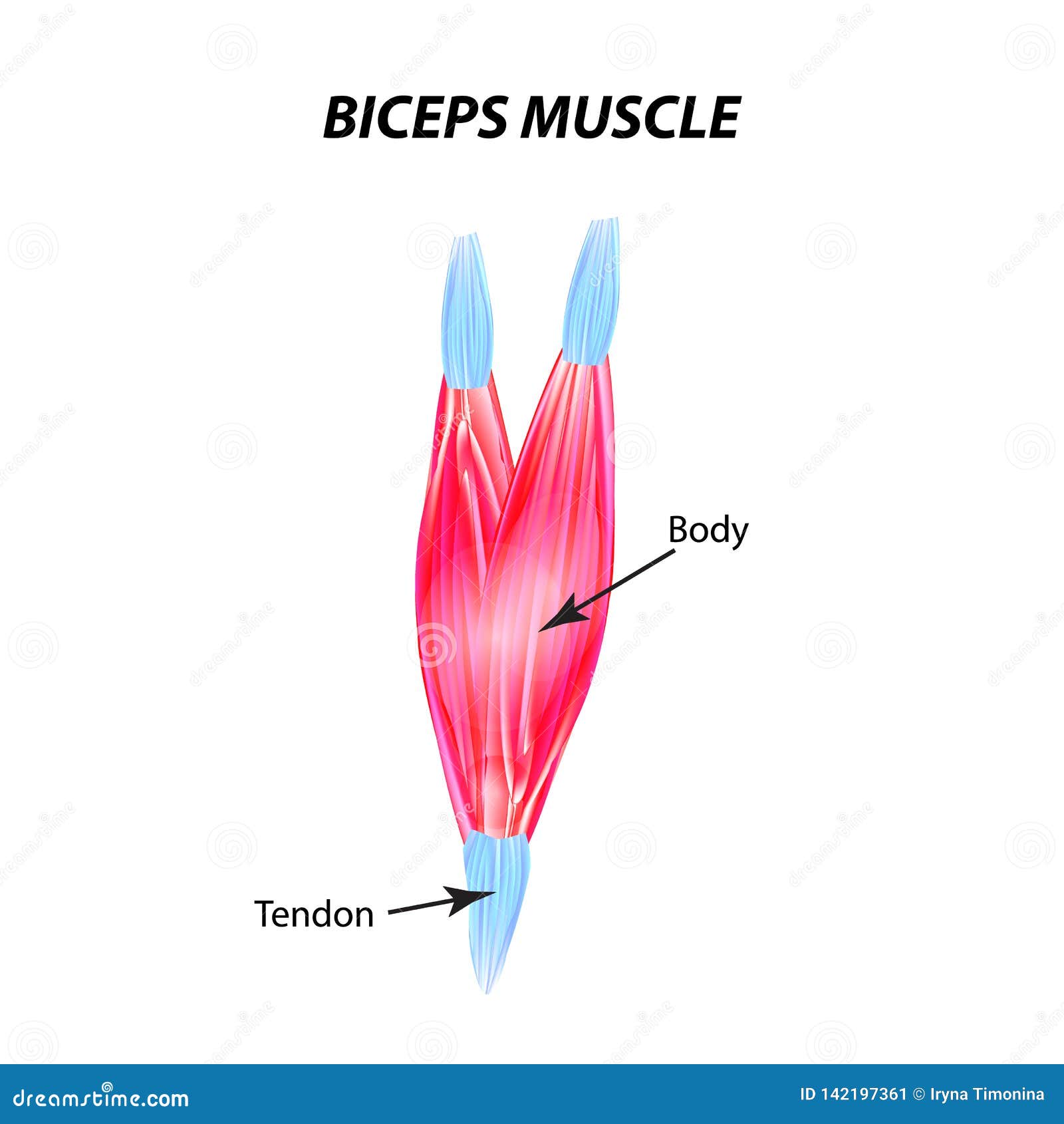 The Structure of Skeletal Muscle. Biceps Muscle. Tendon. Infographics ...