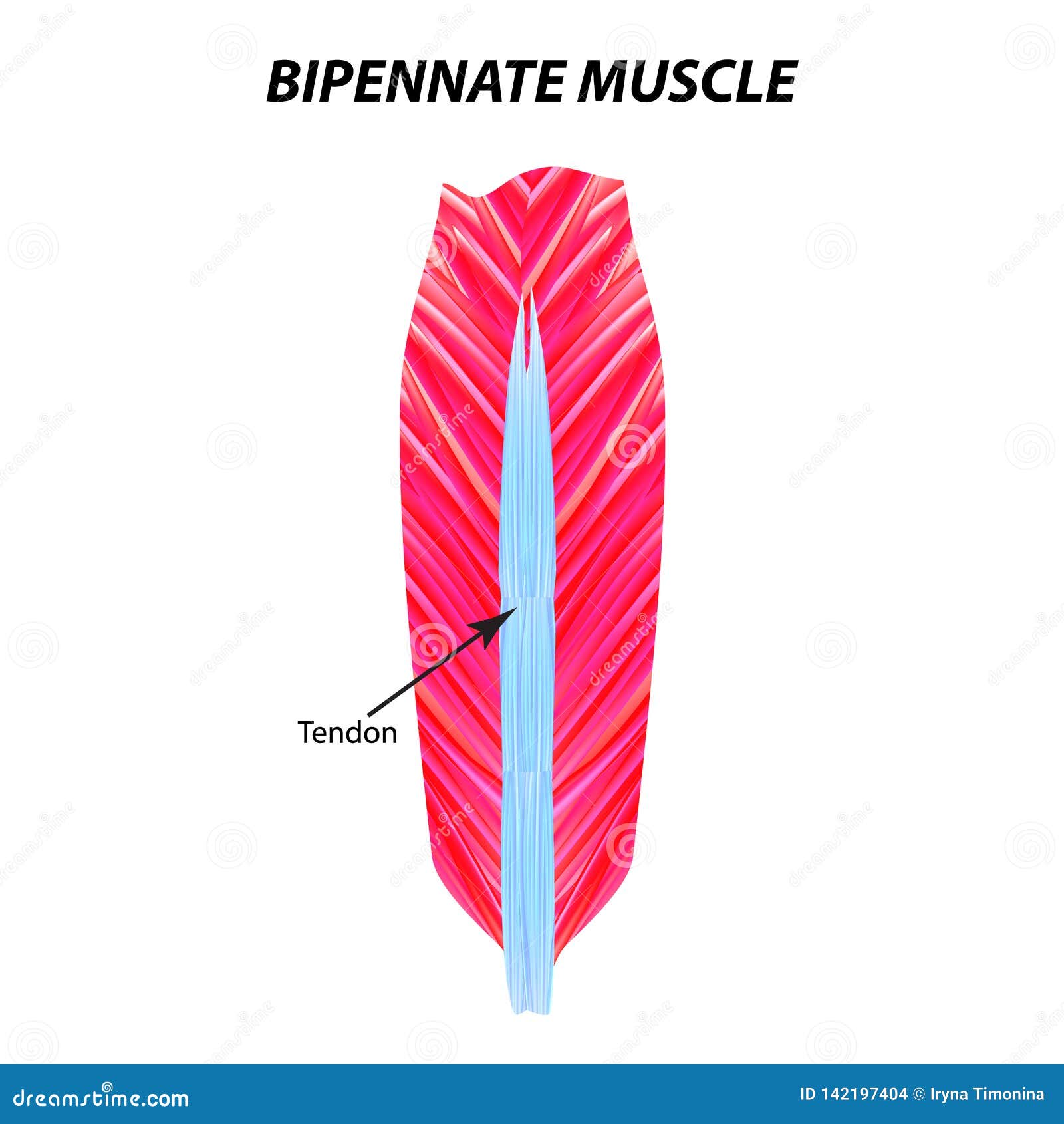 Structure Of Tendon. Infographics. Vector Illustration On Isolated ...