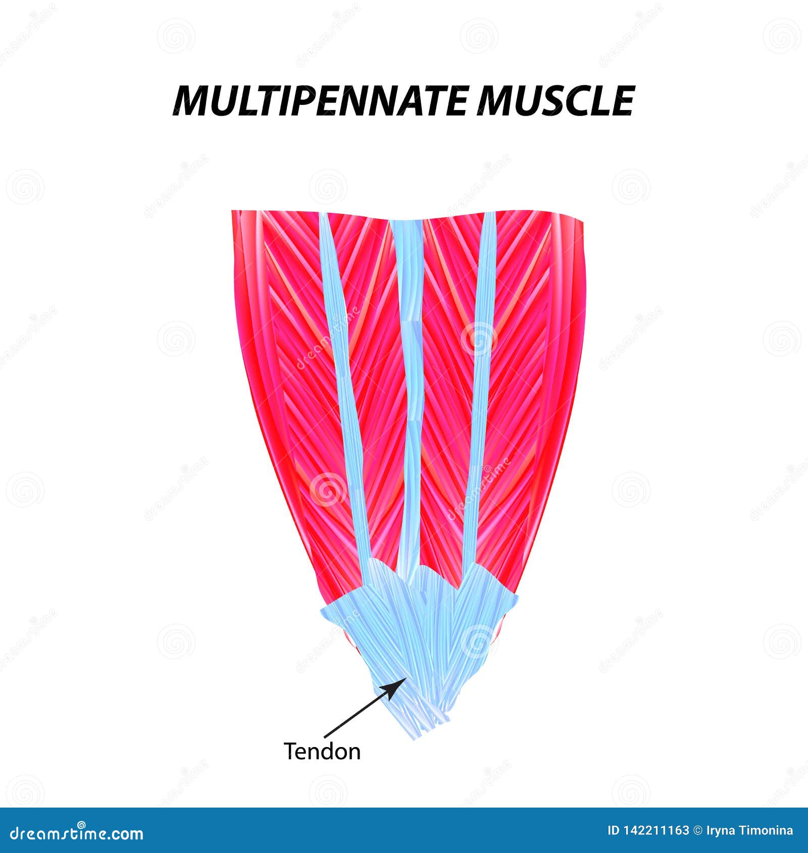 Structure Of Tendon. Infographics. Vector Illustration On Isolated ...