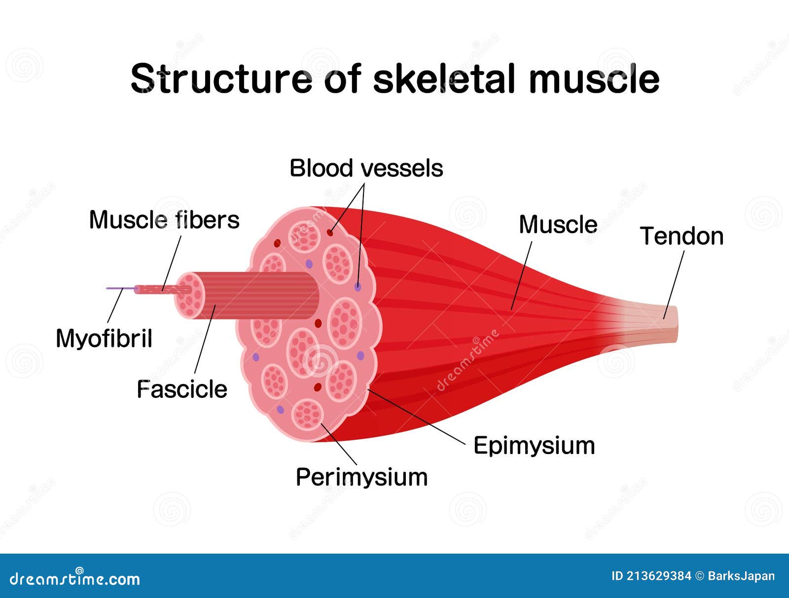 Structure of Skeletal Muscle Vector Illustration Stock Vector ... Structure of Skeletal Muscle Vector Illustration Stock Vector ...