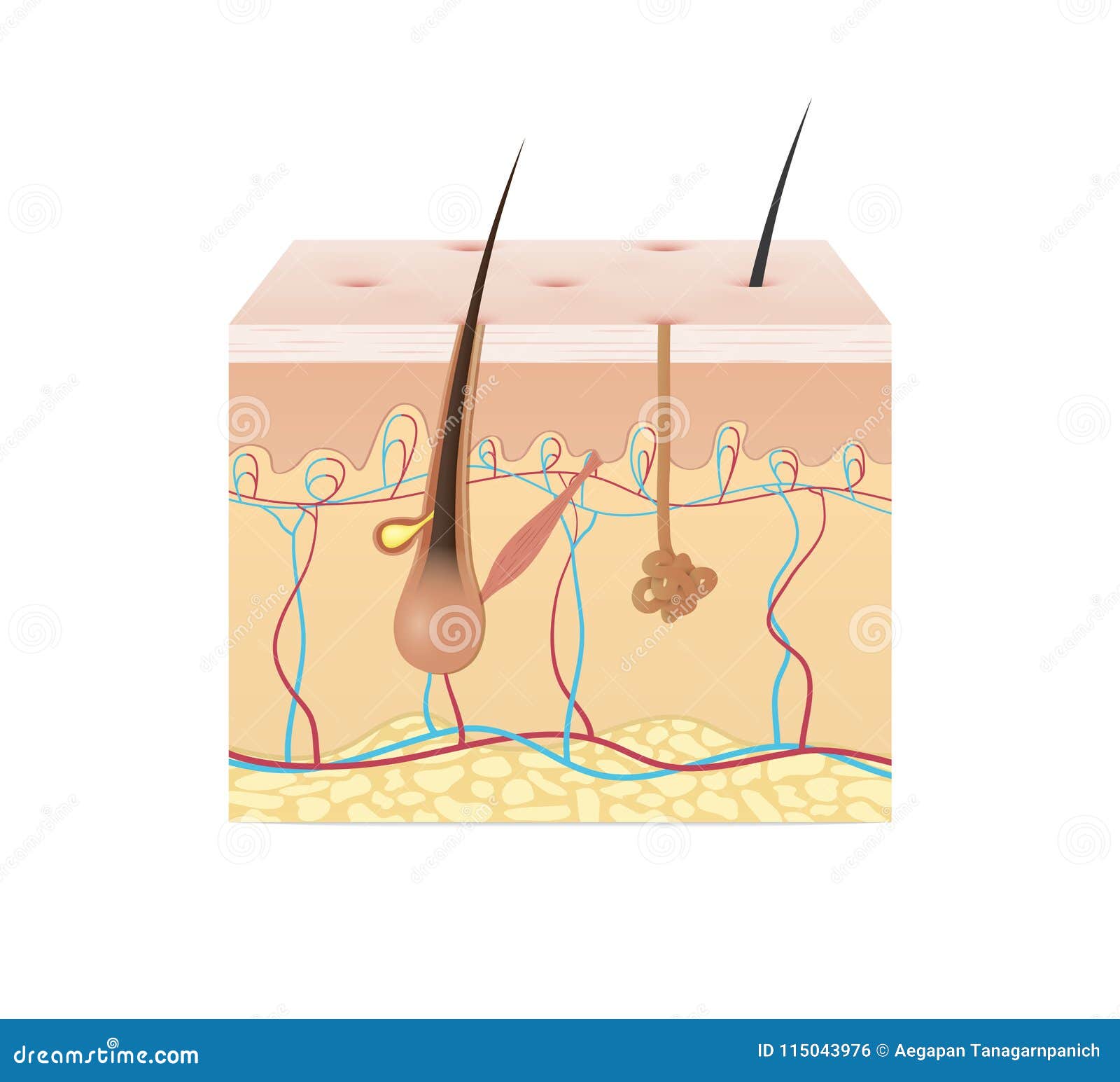 Structure of the Skin Illustration Vector on White Background. B Stock ...
