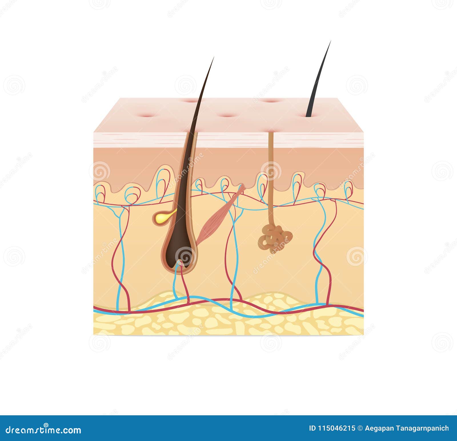 Structure of the Skin Illustration Vector on White Background. B Stock ...