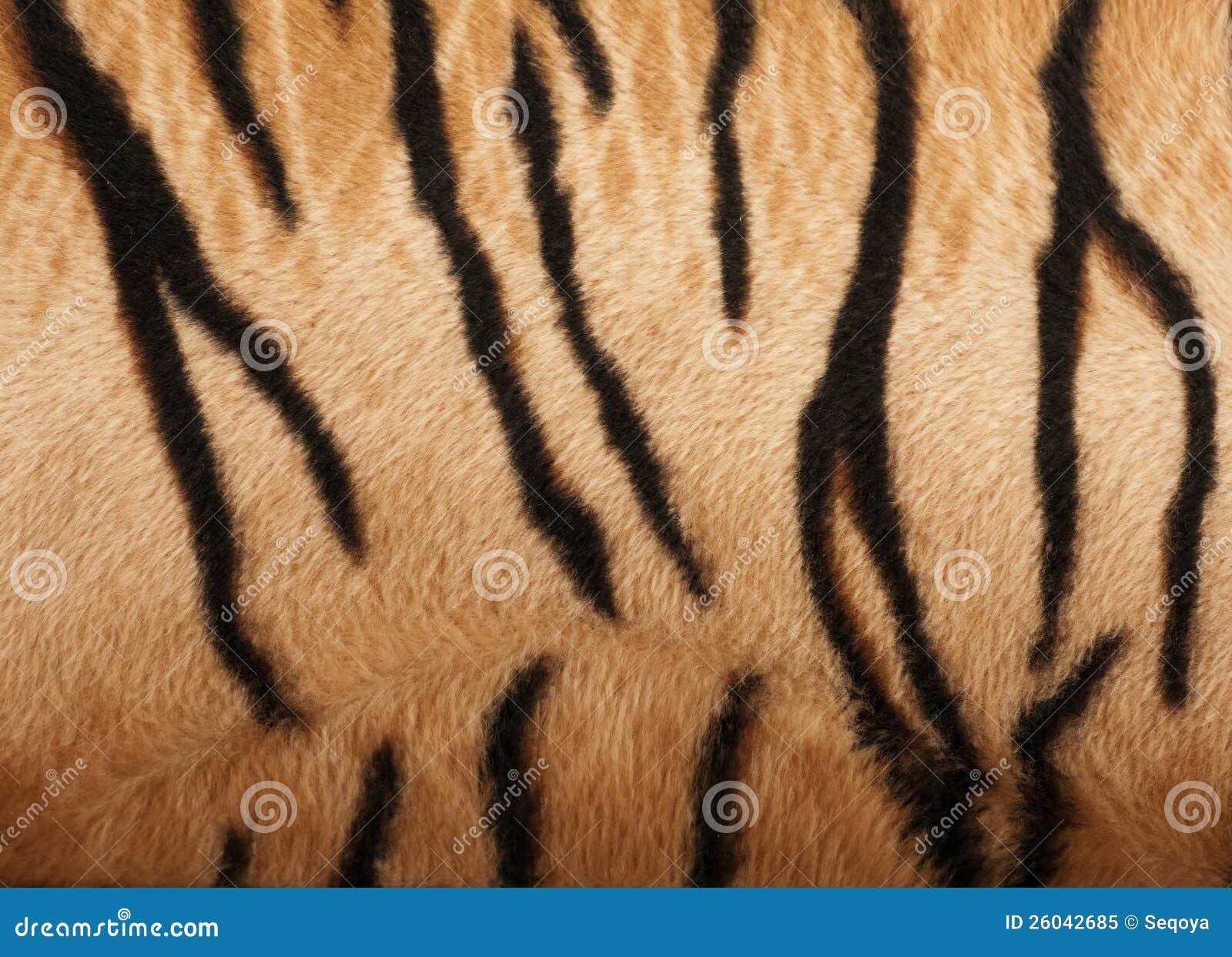 Structure of a Skin of a Tiger Stock Image - Image of wild, mammal ...