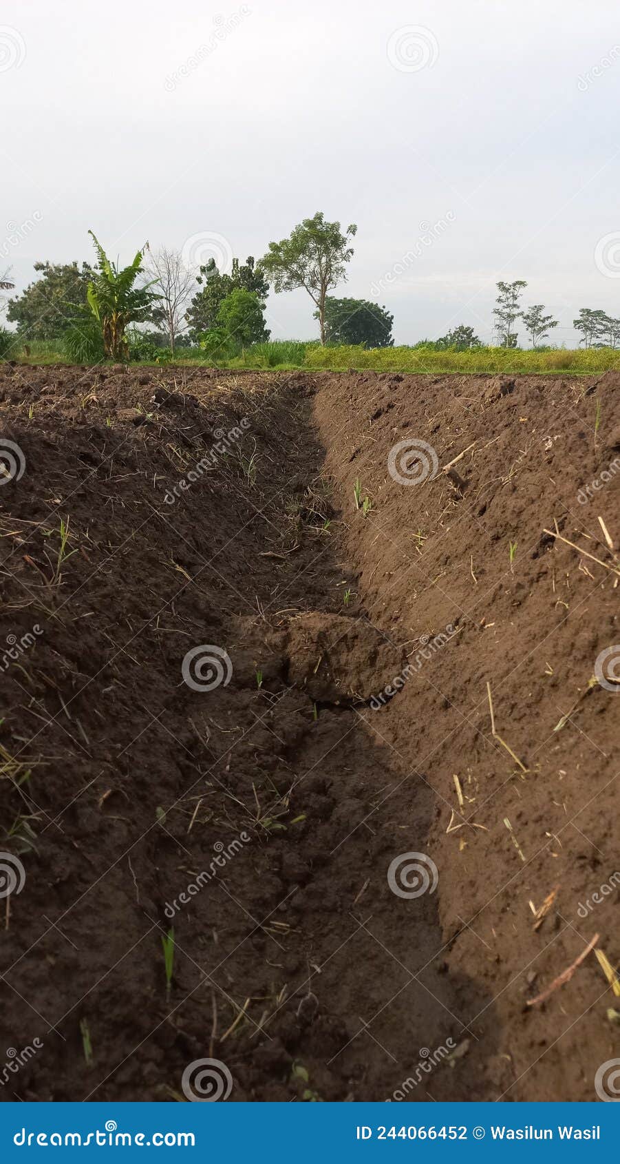 The Structure of the Soil To Be Made into Rice Fields is in the Fields ...