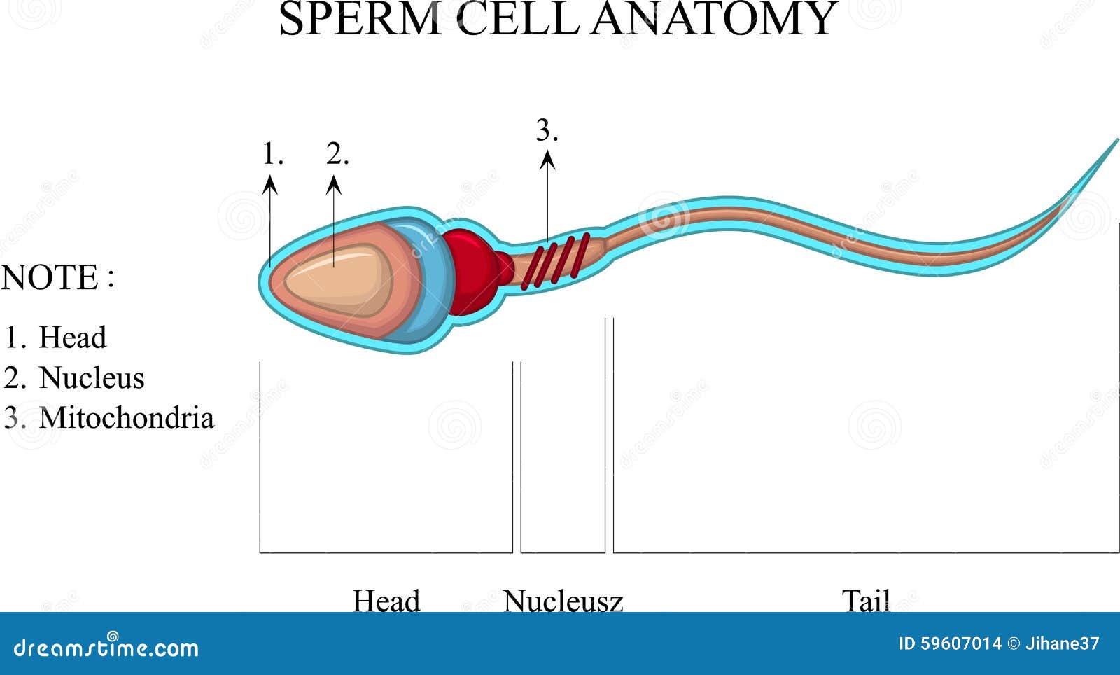 Structure of a sperm cell stock illustration. Illustration of ... Structure of a sperm cell stock illustration. Illustration of ...