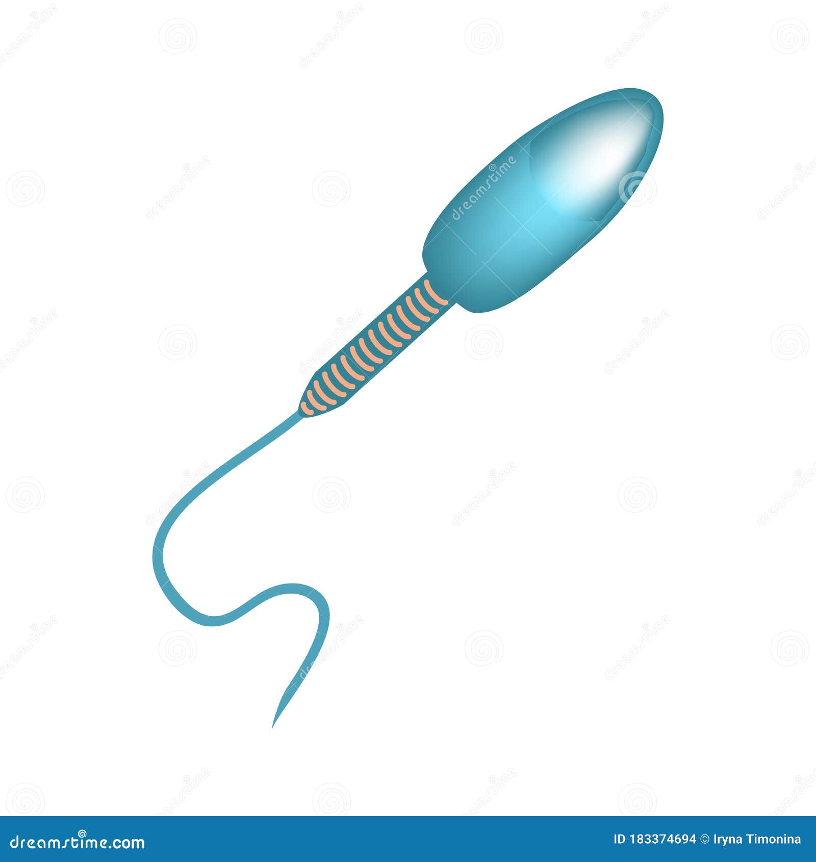 The Structure Of The Sperm. Infographics. Vector Illustration On ...