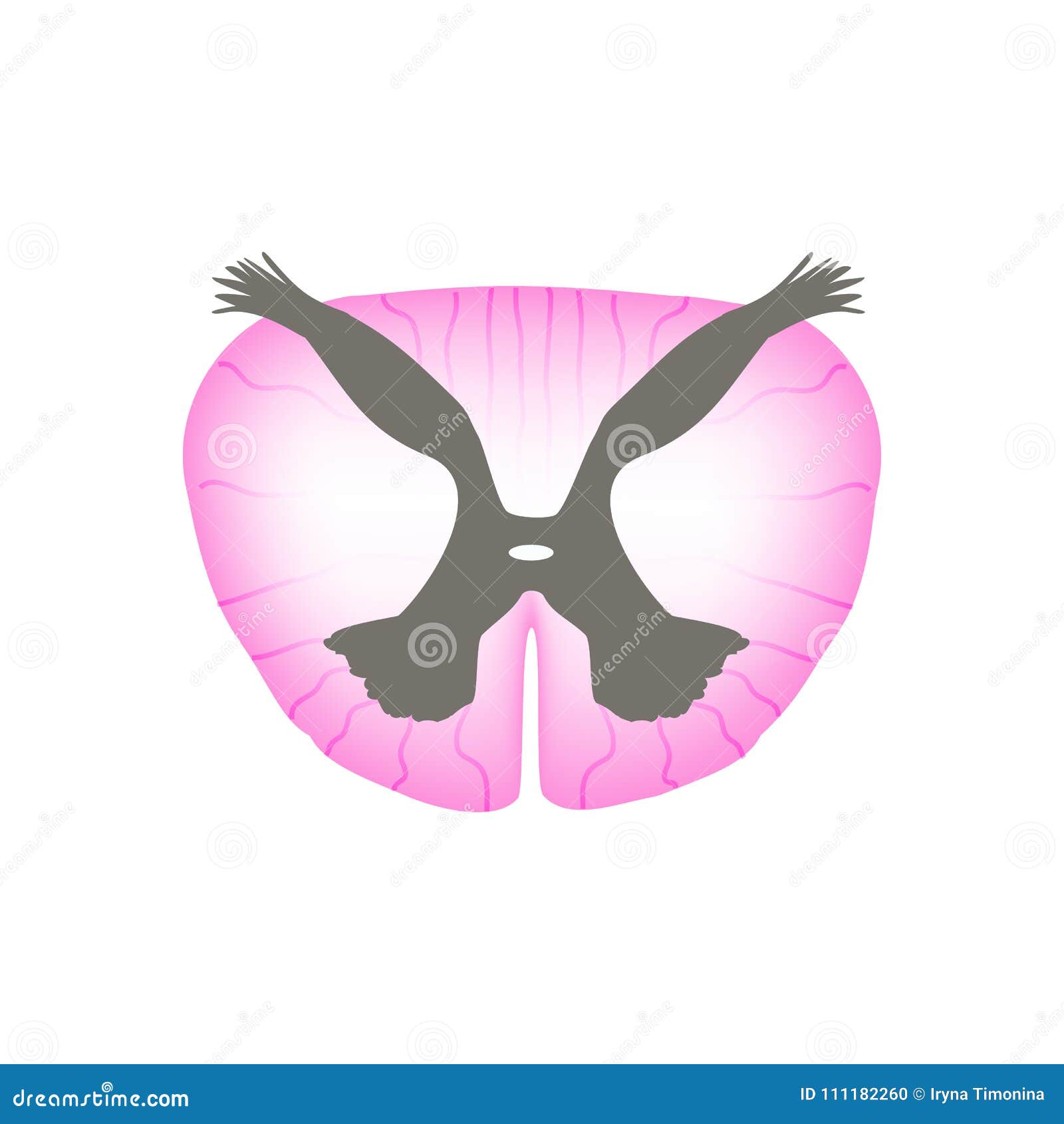 The Structure of the Spinal Cord. Infographics. Vector Illustration on ...