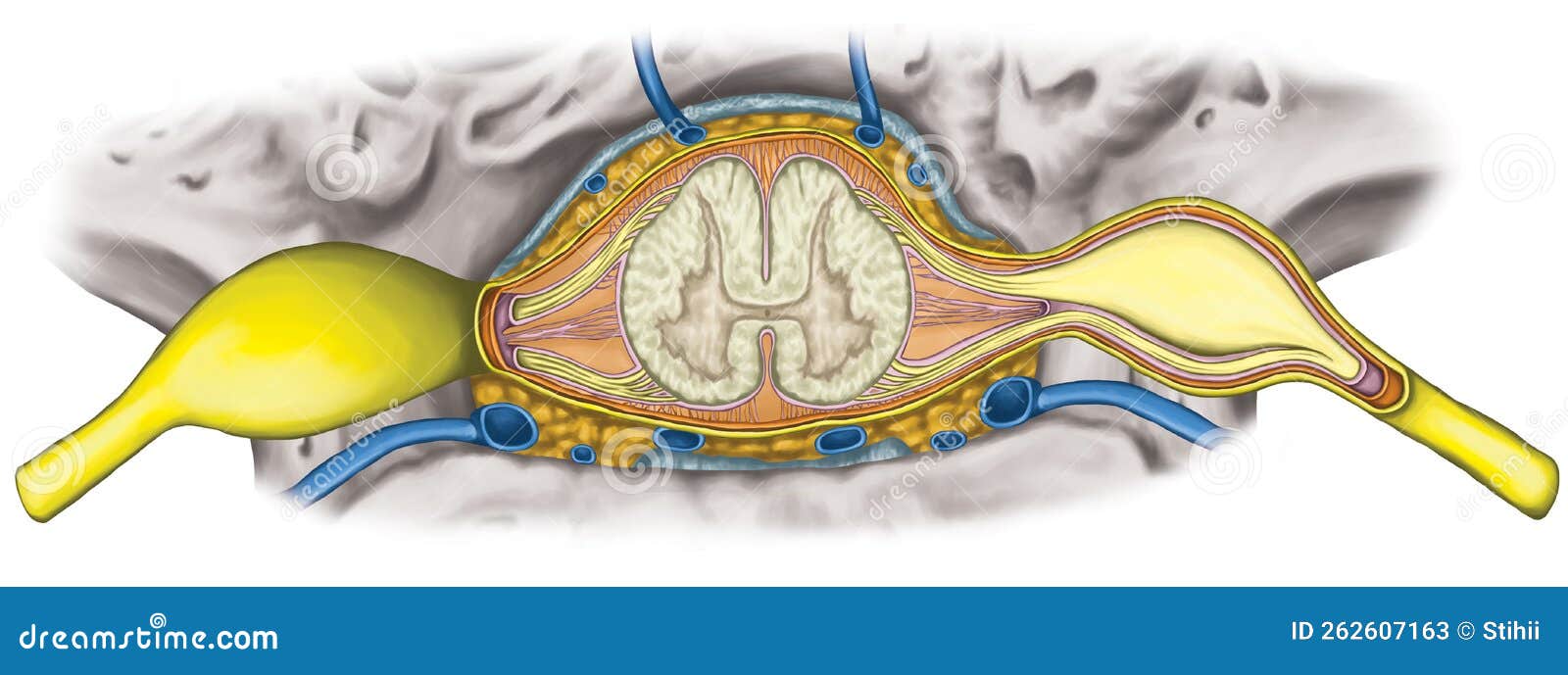 BOARD Venous Plexuses Of The Vertebral Canal Stock Photo ... BOARD Venous Plexuses Of The Vertebral Canal Stock Photo ...
