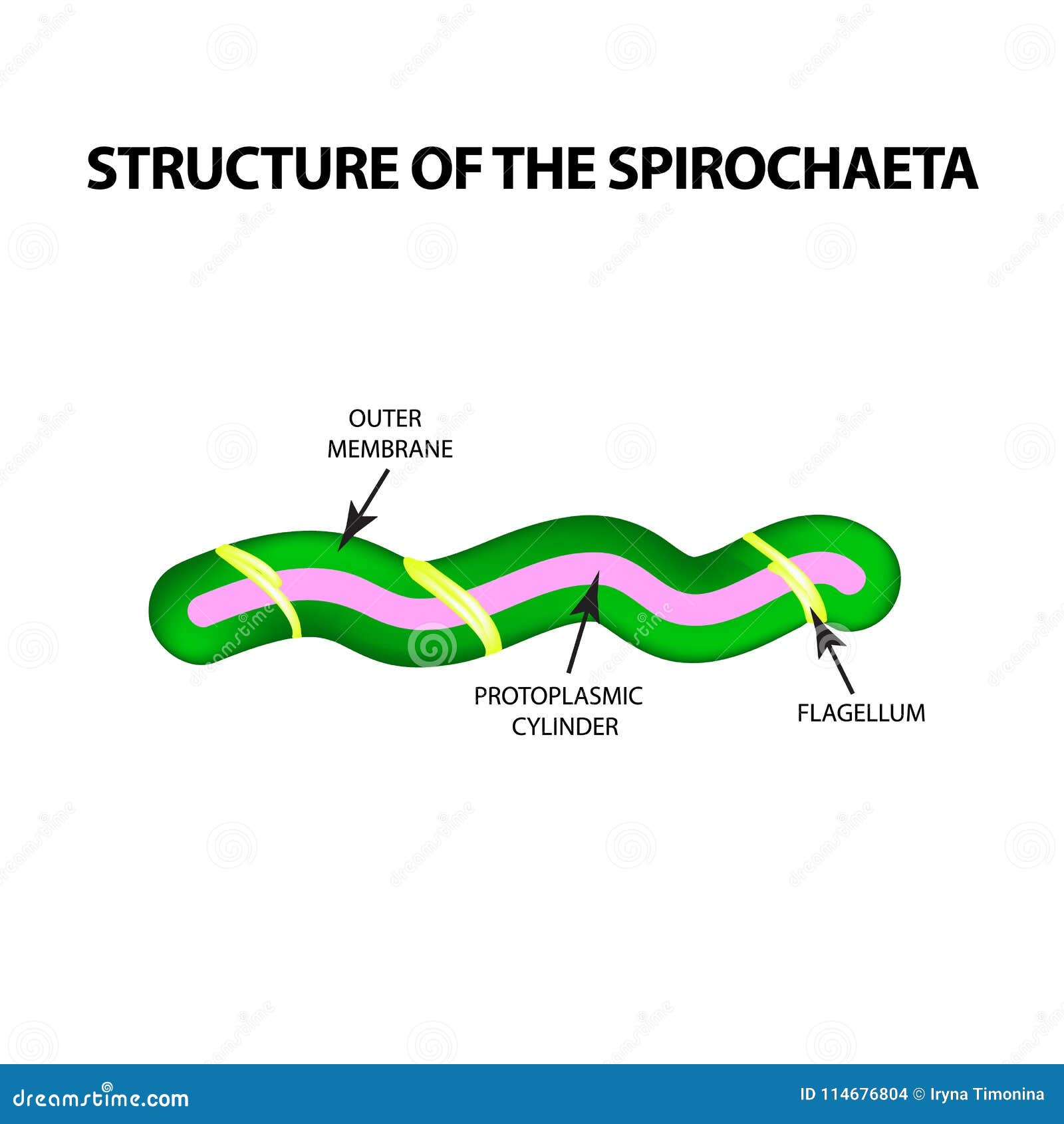 3D Illustration Of Treponema Pallidum Bacteria. Microscopic View Shows ...