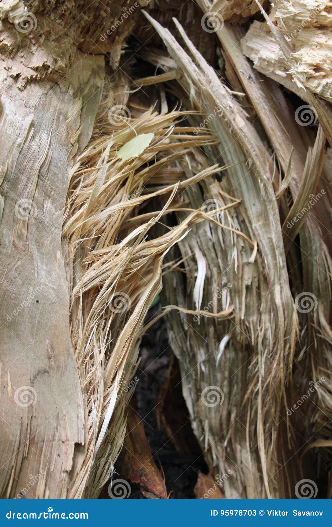 The Structure of the Split Tree. Stock Image - Image of split, orange ...