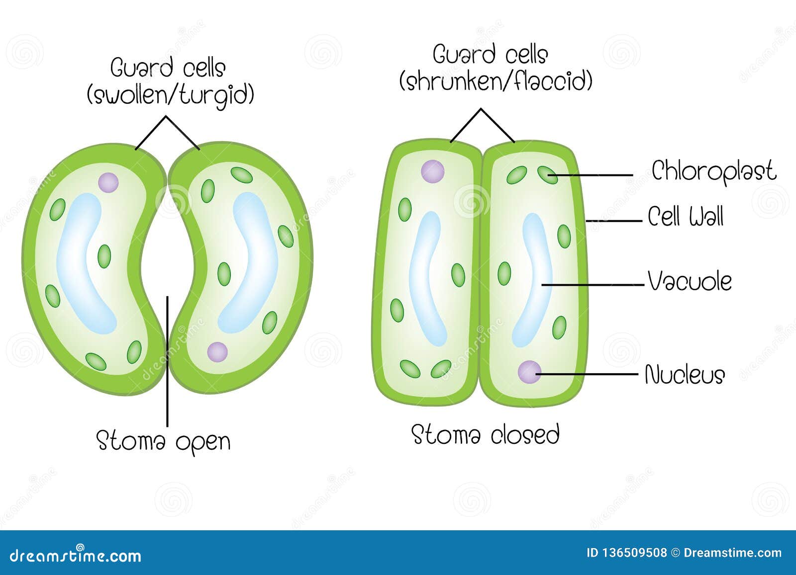 Structure of Stoma Open and Stoma Closed Stock Vector - Illustration of ...