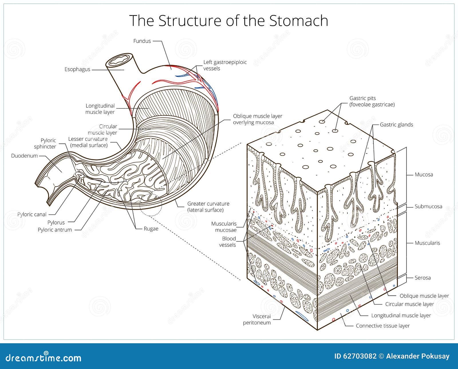 Structure Of The Stomach: Interior Surface And Cells Of Digestive ...