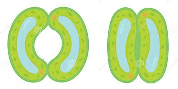 Structure of stomata stock vector. Illustration of scheme - 136981906