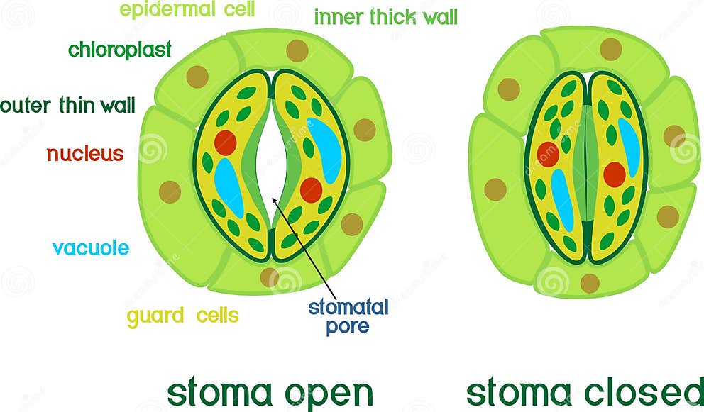 Structure of Stomatal Complex with Open and Closed Stoma with Titles ...