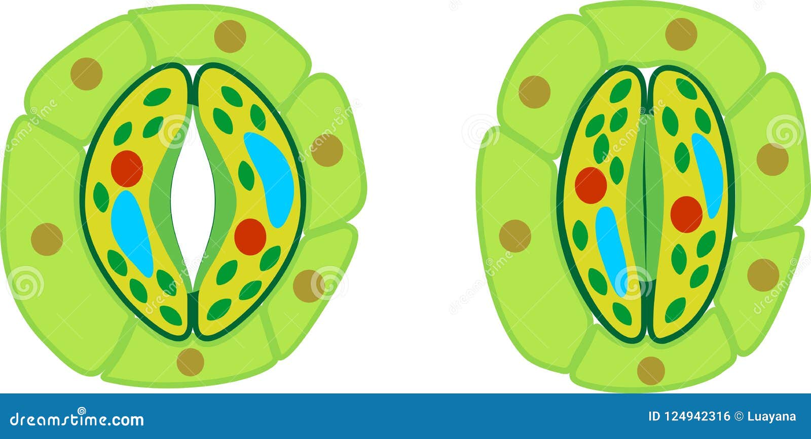 Structure of Stomatal Complex with Open and Closed Stoma Stock Vector ...