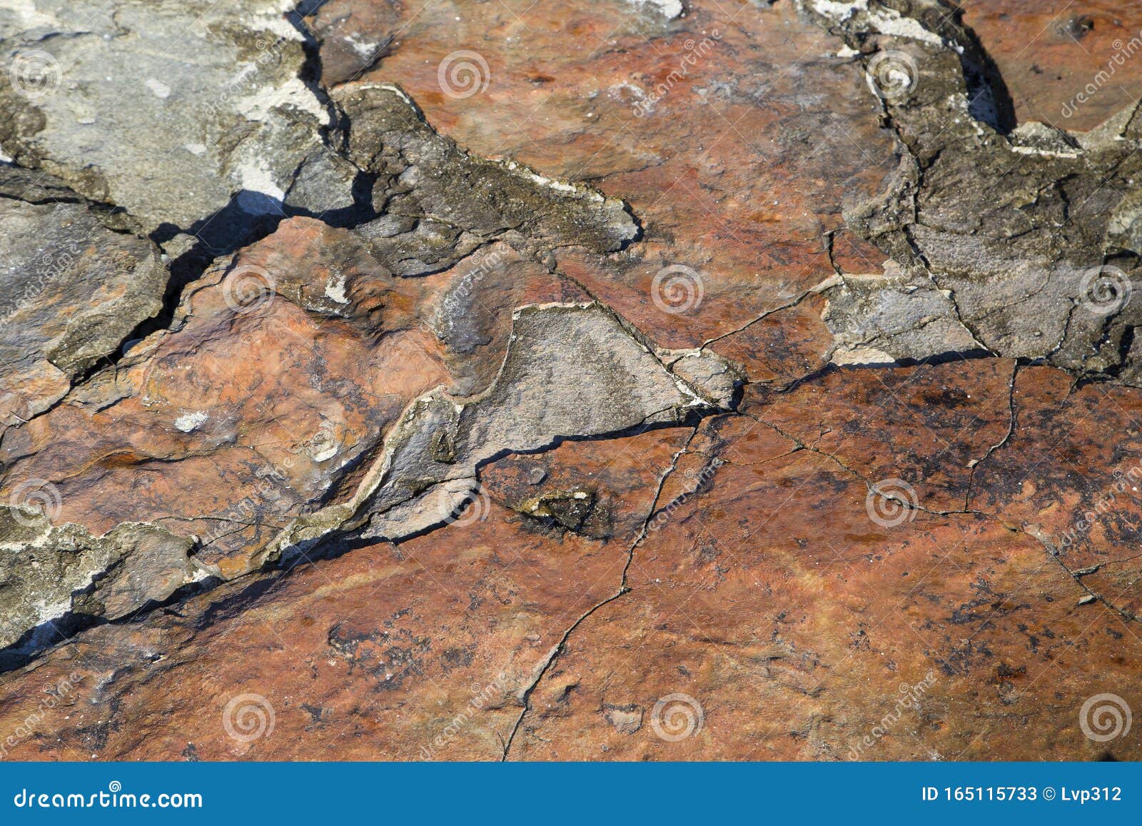 The Structure of the Stone from a Beach in Cuba. Stock Image - Image of ...