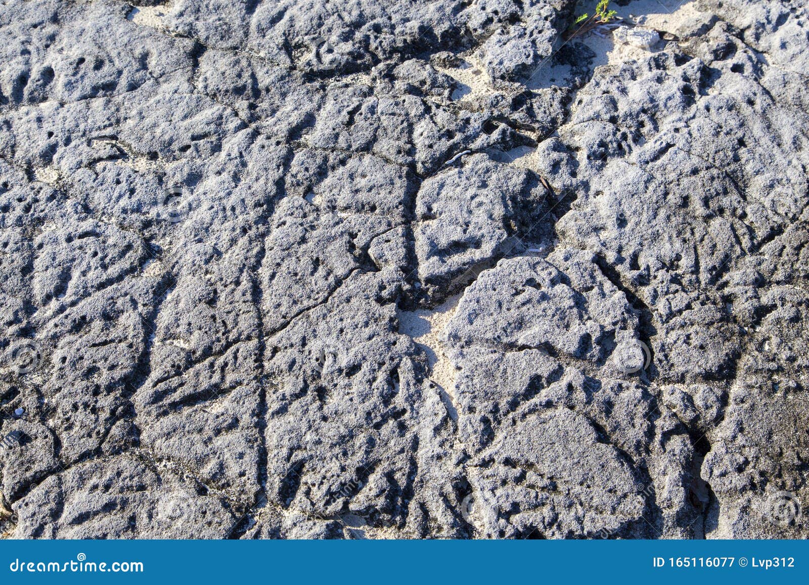 The Structure of the Stone from a Beach in Cuba. Stock Image - Image of ...