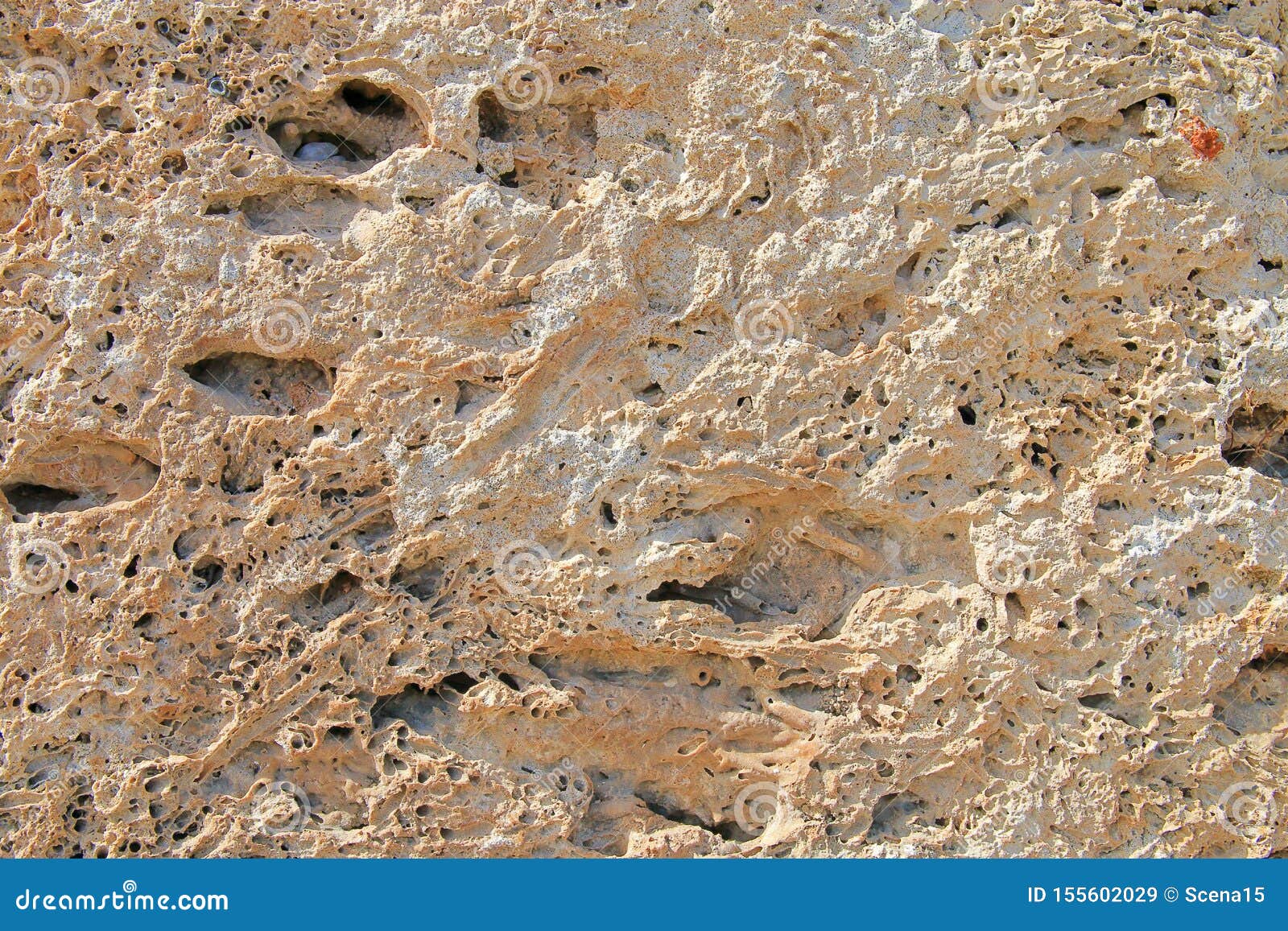 Structure of the Stone Called Coquina, Close-up Stock Image - Image of ...