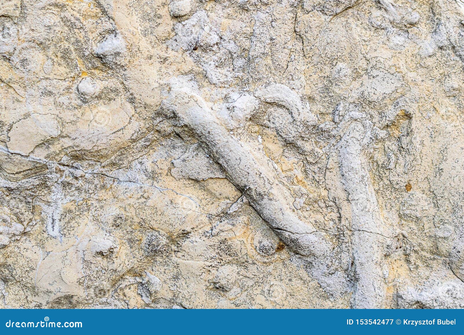 Structure of a Stone Slab of Limestone Stock Image - Image of hard ...