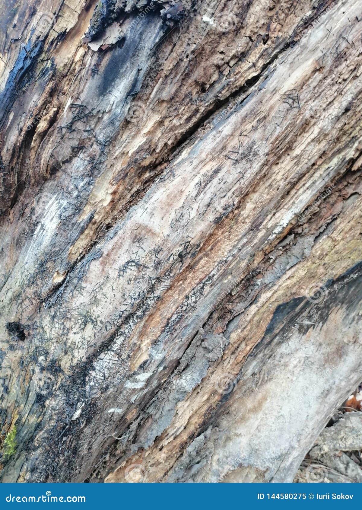 The Structure of the Surface of the Stump Stock Image - Image of ...