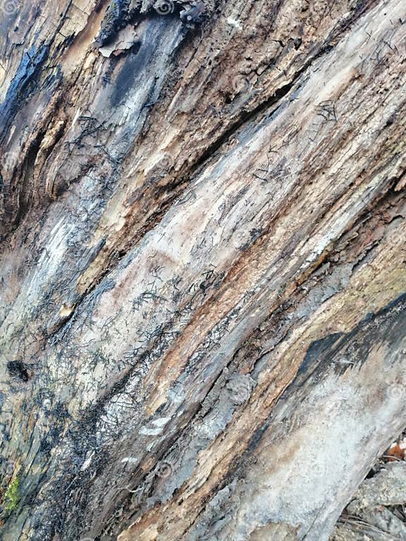 The Structure of the Surface of the Stump Stock Image - Image of ...