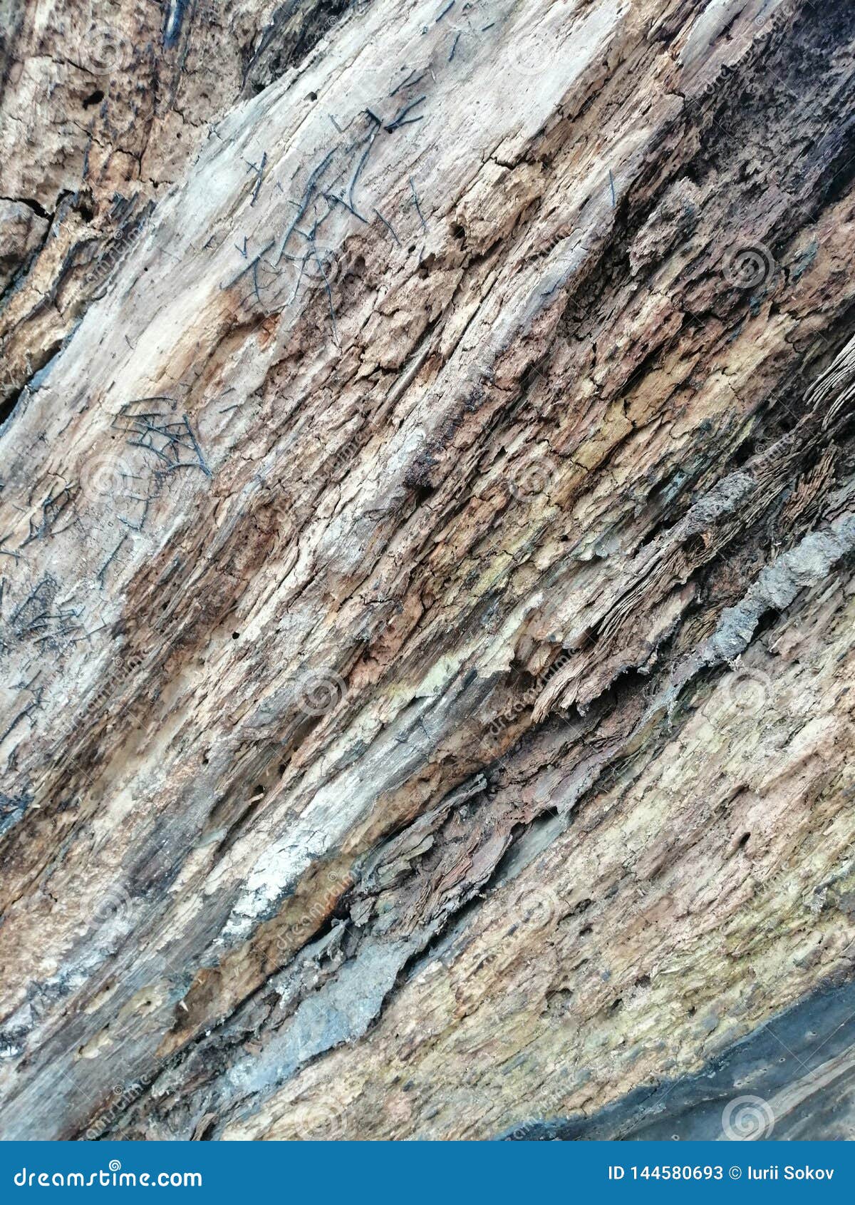 The Structure of the Surface of the Stump Stock Image - Image of stump ...