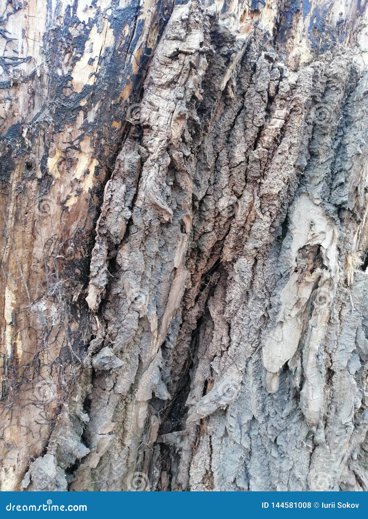 The Structure of the Surface of the Stump Stock Photo - Image of tree ...