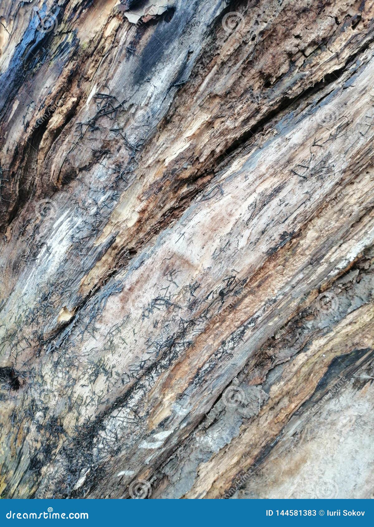 The Structure of the Surface of the Stump Stock Image - Image of macro ...