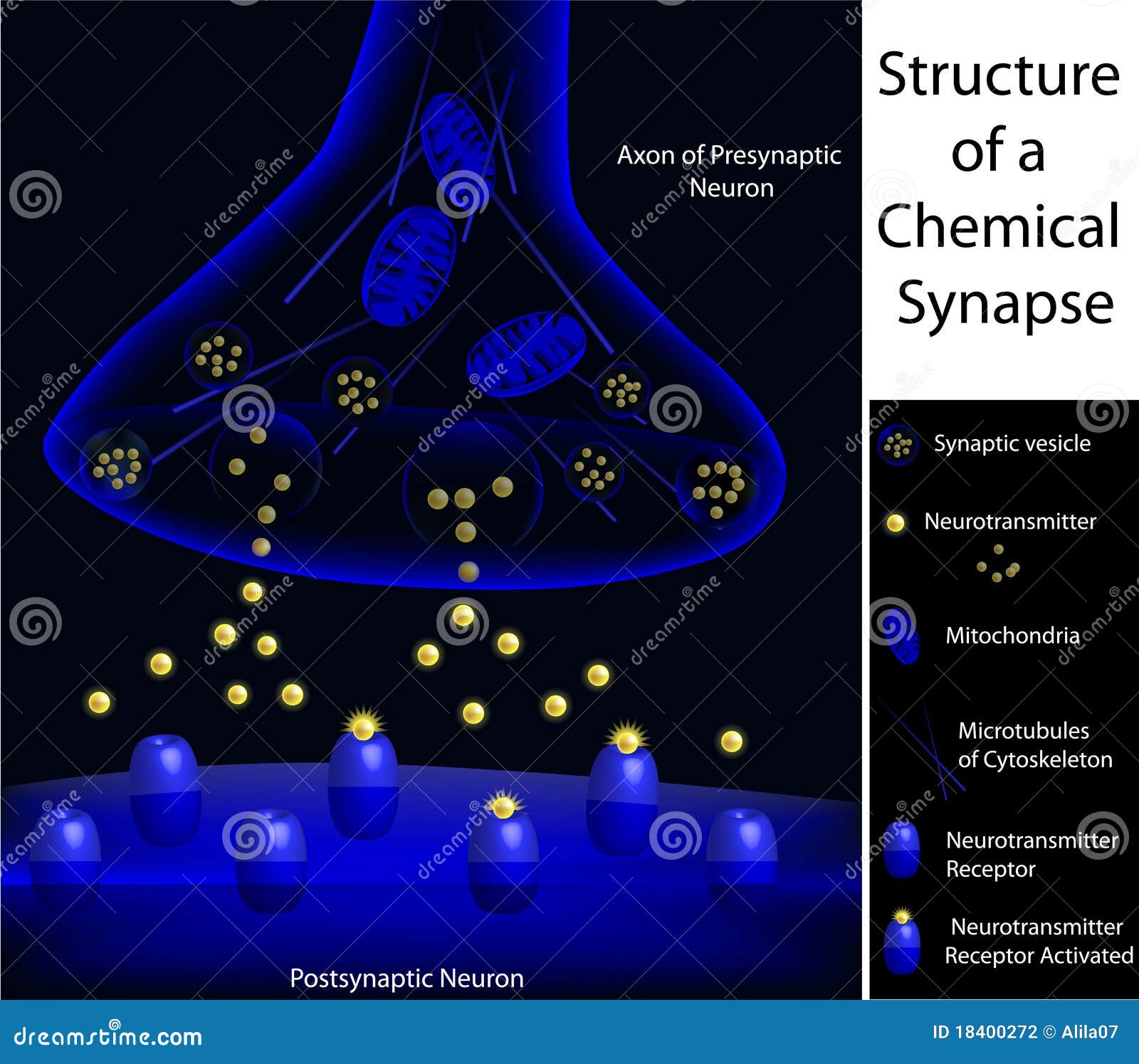 Structure of a Synapse, Textbook Accuracy Stock Vector - Illustration ...