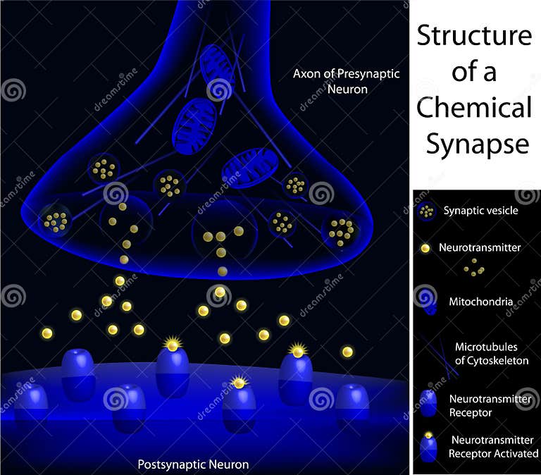 Structure of a Synapse, Textbook Accuracy Stock Vector - Illustration ...