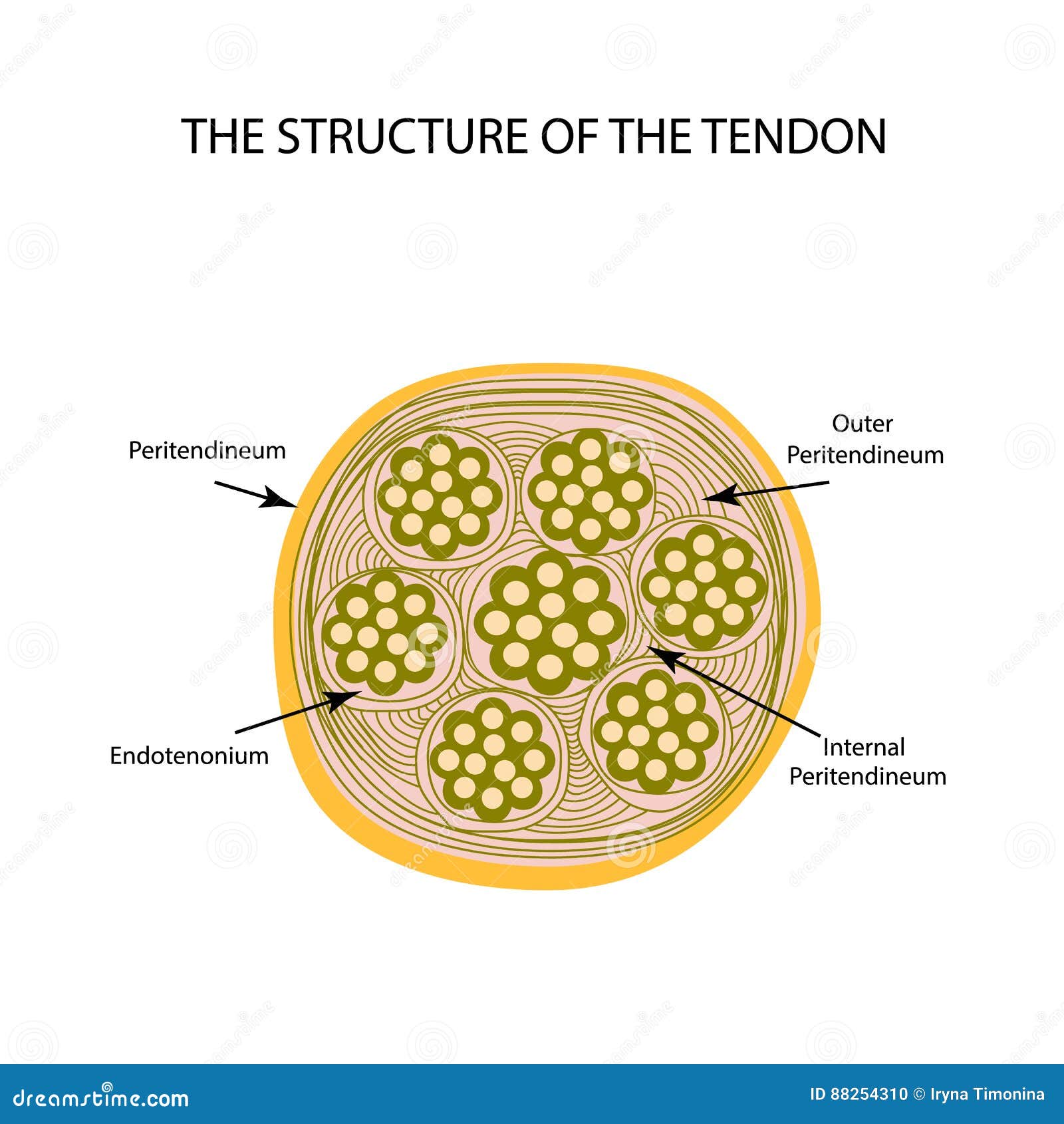 Structure Of Tendon. Infographics. Vector Illustration On Isolated ...