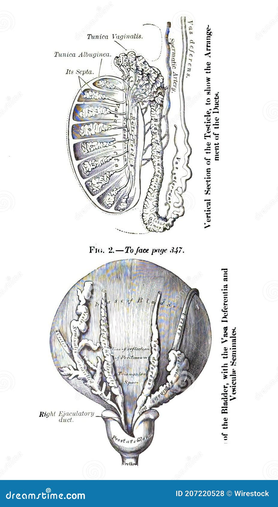 Structure Of A Testicle And Bladder Anatomy From An Atlas Of Human ...