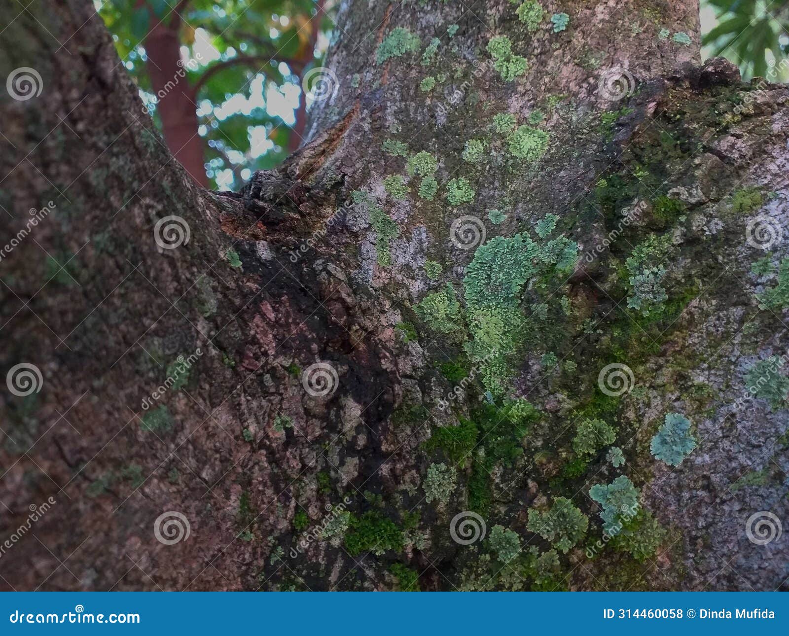Structure and Texture of Mango Tree Bark in the Background Stock Photo ...