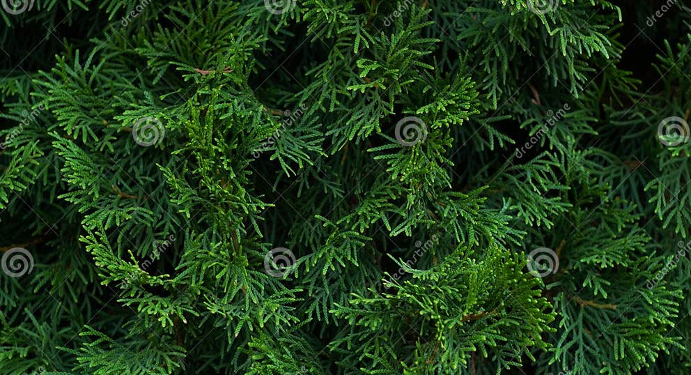 The Structure of Thick Juniper Branches Stock Photo - Image of forest ...