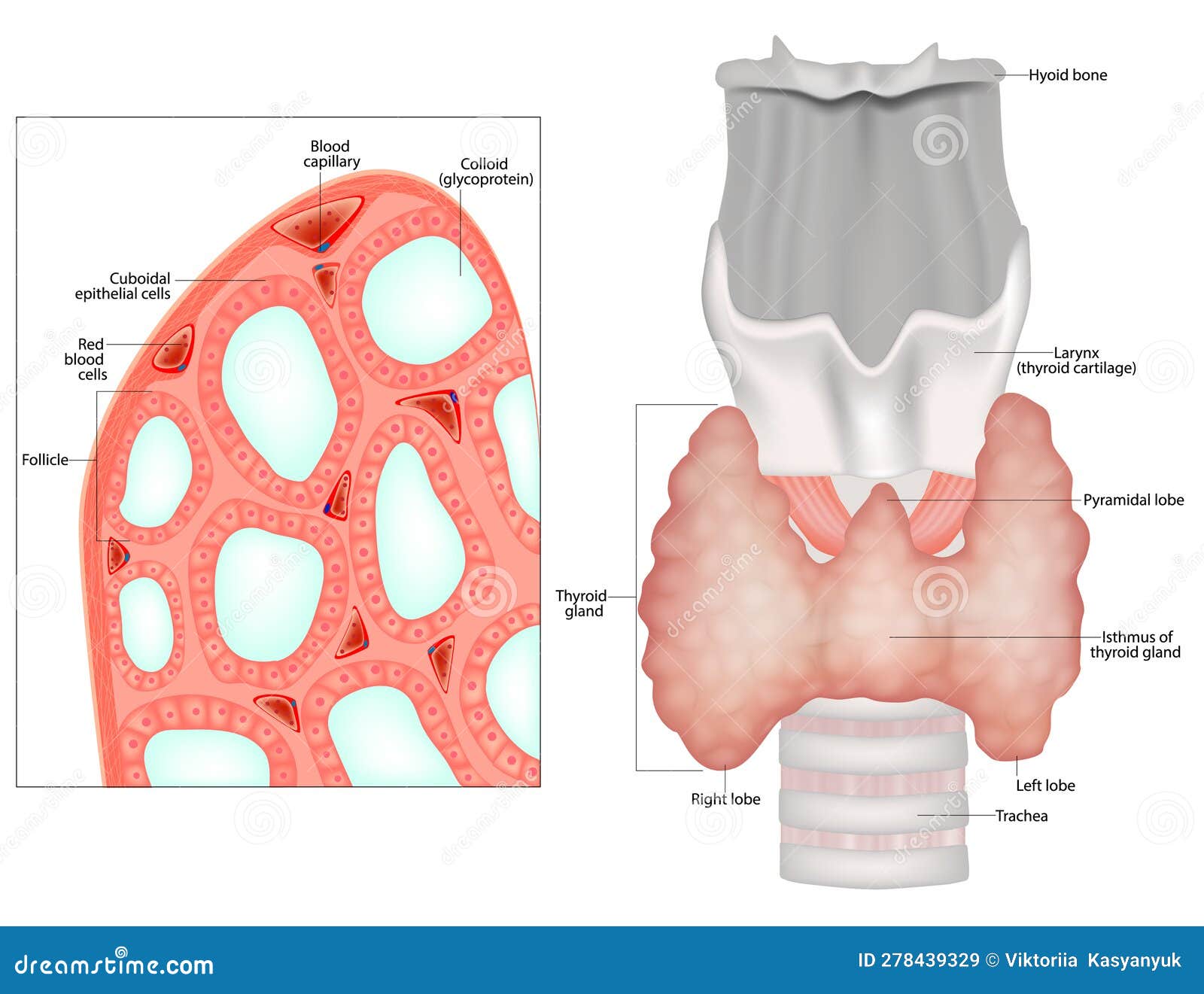 Structure Thyroid Gland. Histological Structure Of Thryoid Follicle ... Structure Thyroid Gland. Histological Structure Of Thryoid Follicle ...