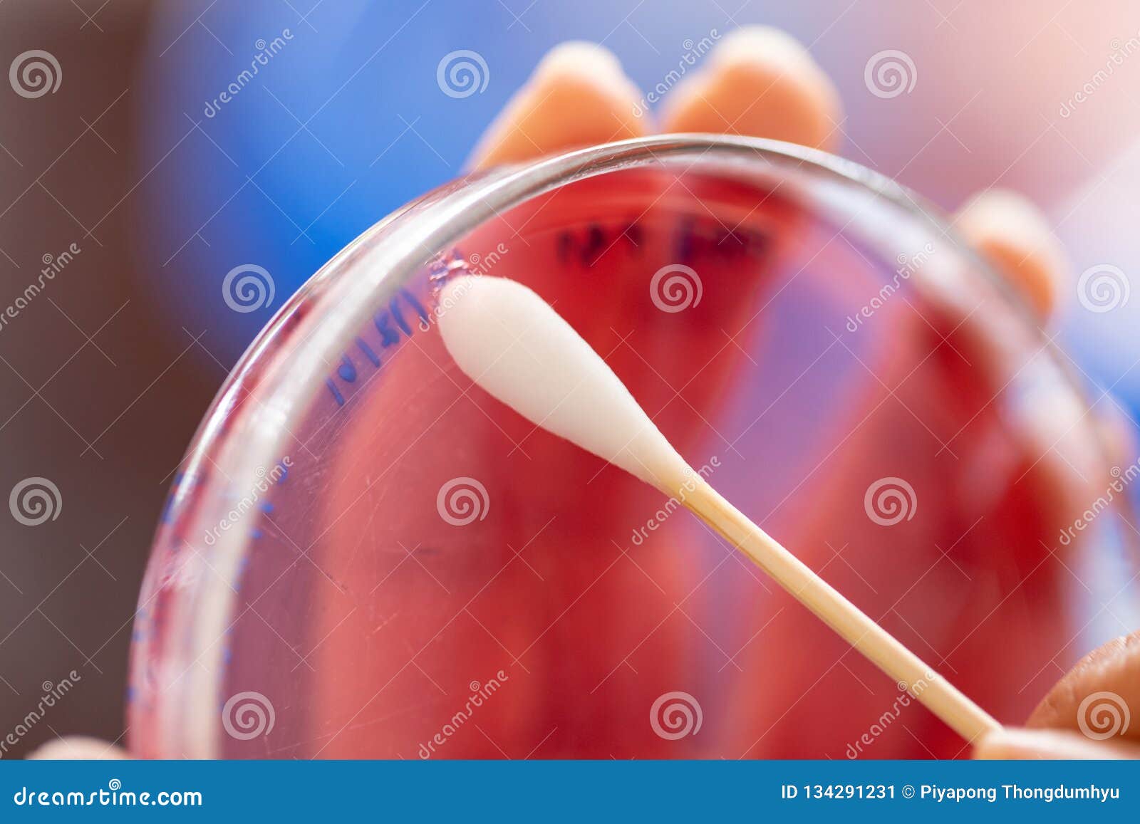 Study for Bacteria Staphylococcus Aureus in the Human Nose. Stock Image ...