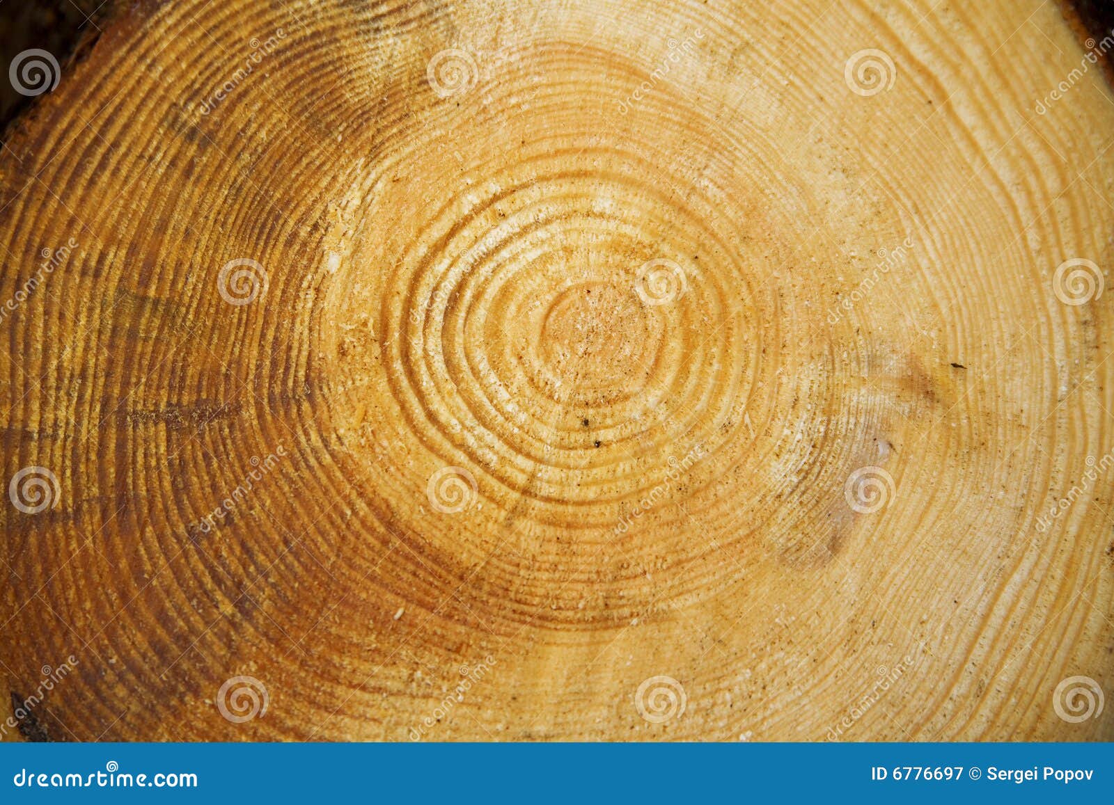 Structure of the tree stock image. Image of brown, nature - 6776697