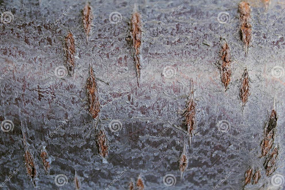 Structure tree backgrounds stock image. Image of wooden - 53557677