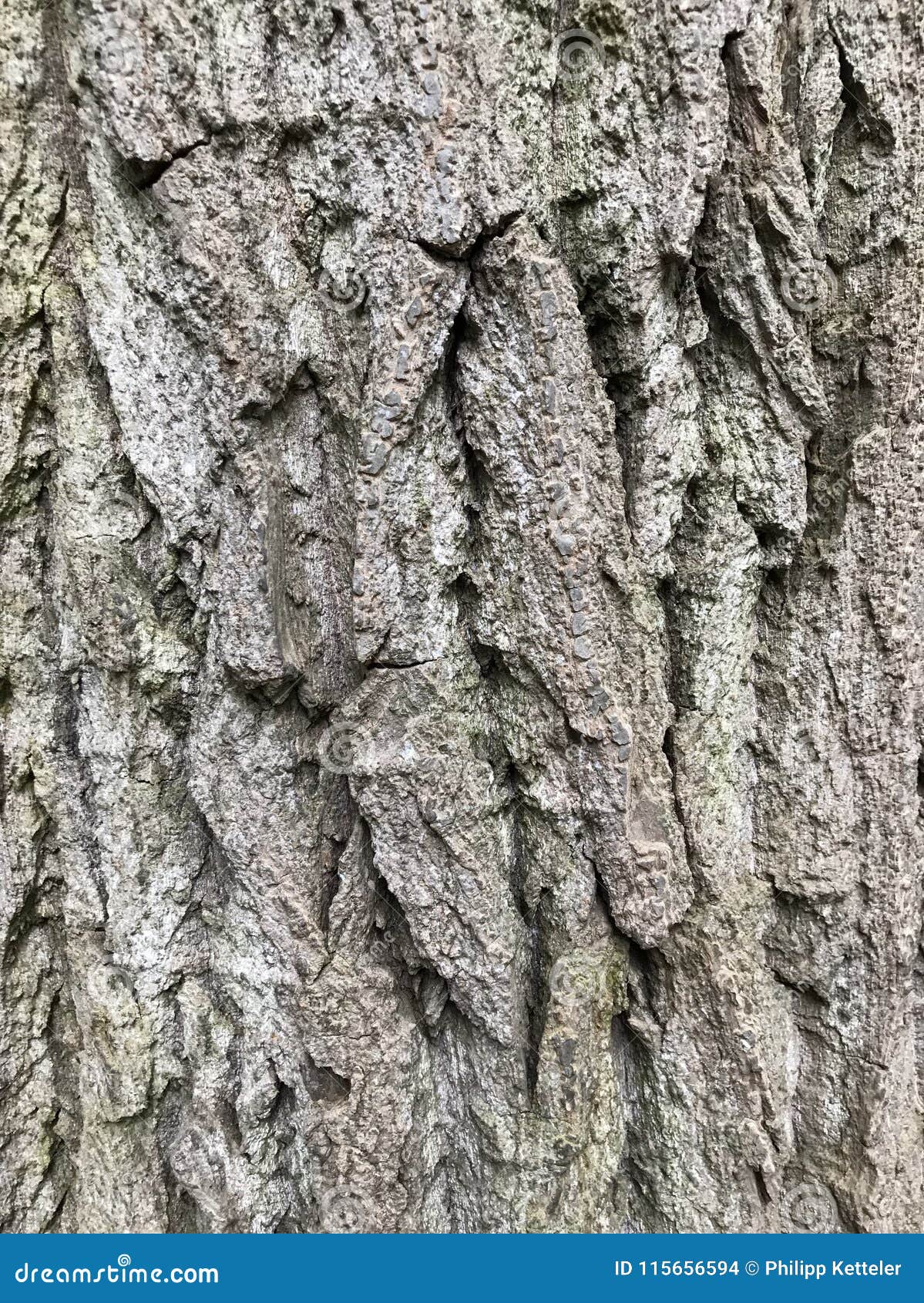 Structure of Tree Bark Close-up Stock Photo - Image of nature, bark ...